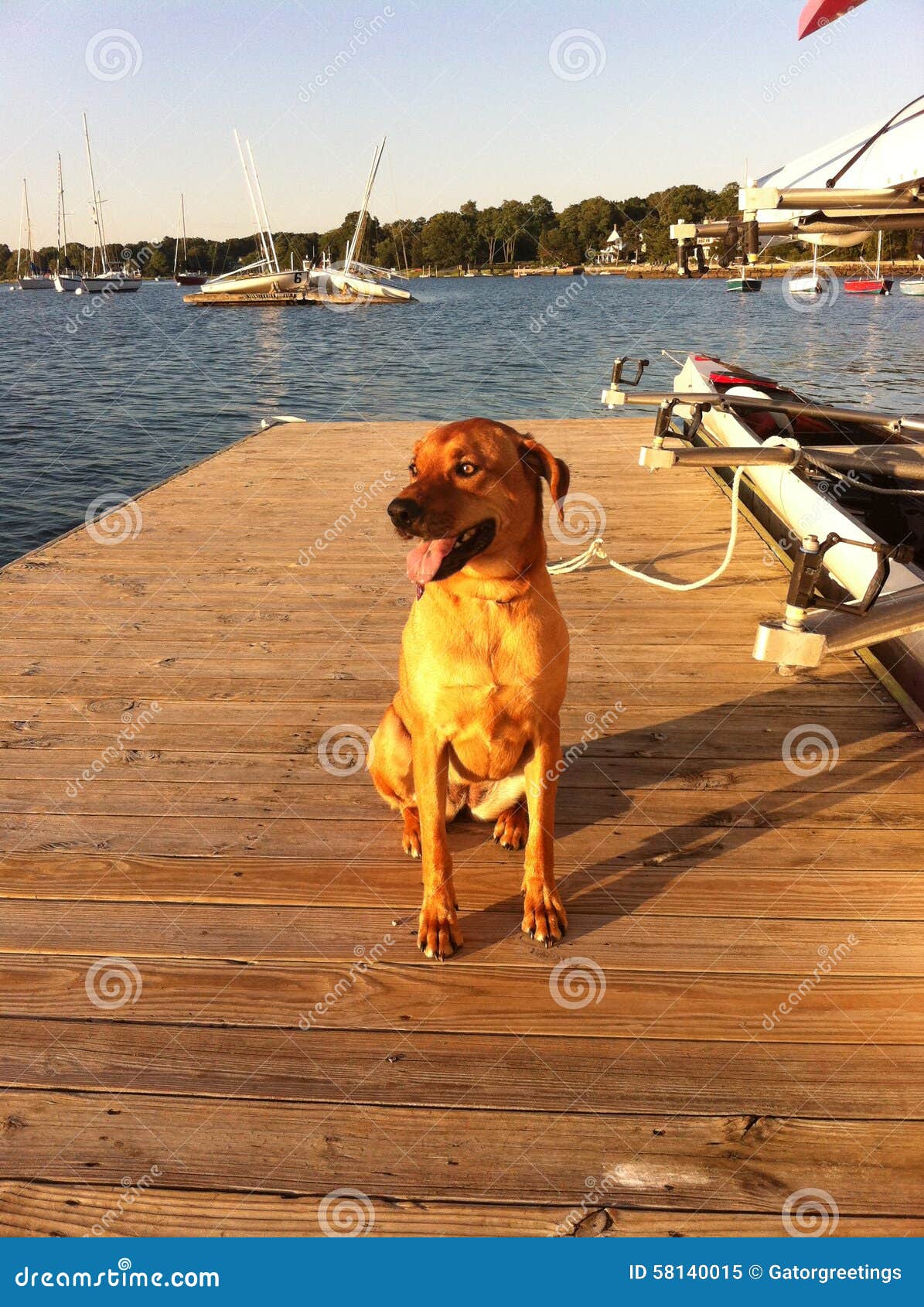 Bright eyed dog stock image. Image of boats, sunny, harbor - 58140015