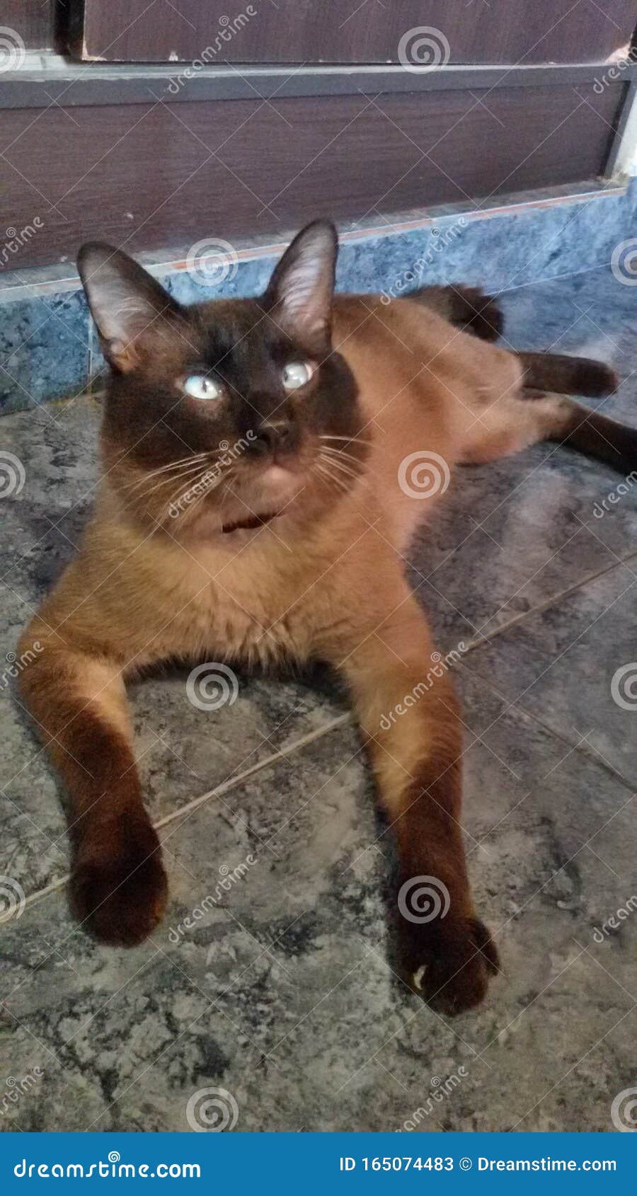 Oliver Cat Stock Photos - Free & Royalty-Free Stock Photos from Dreamstime