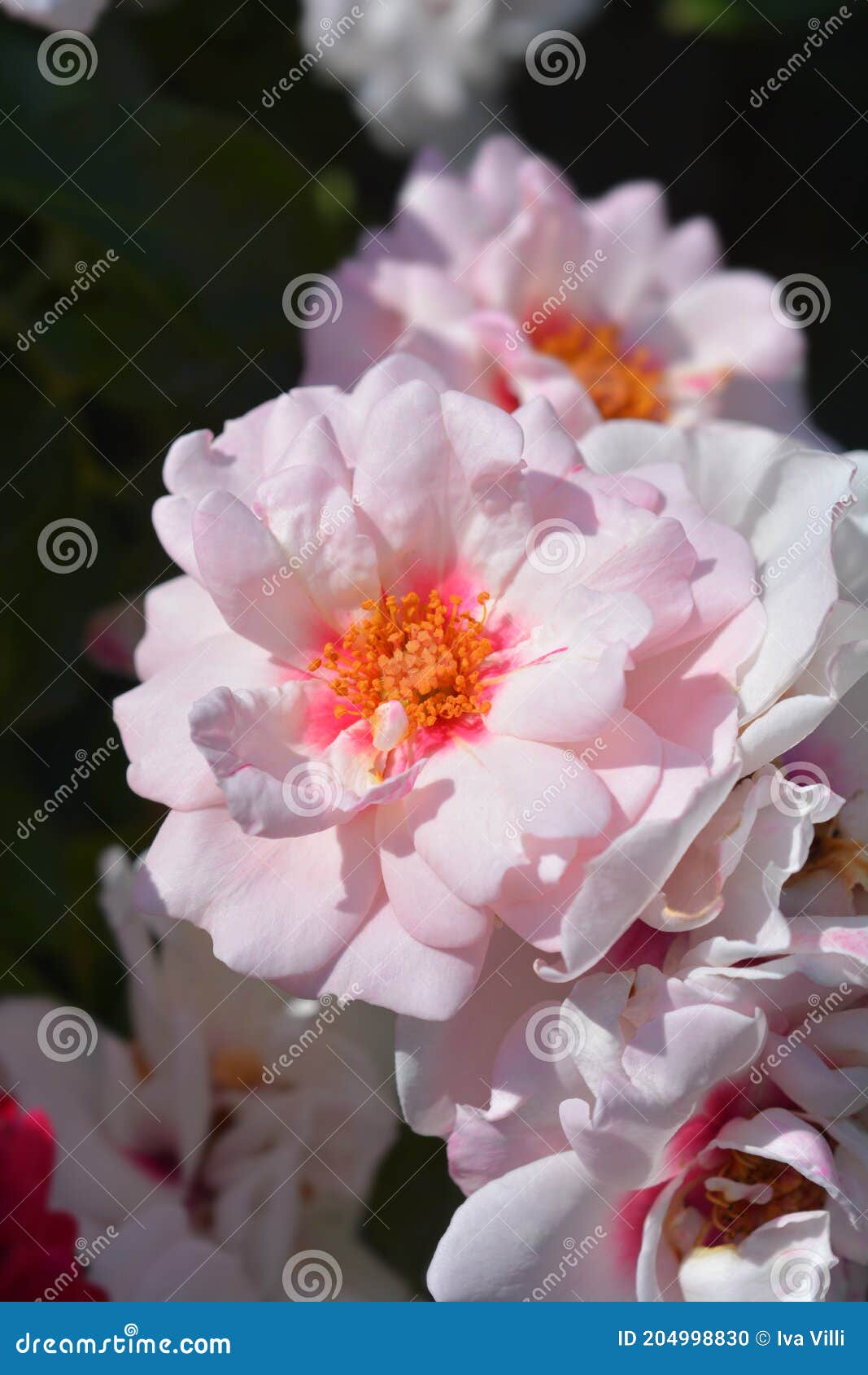 Bright Eyes Rose stock photo. Image of leaf, persica - 204998830