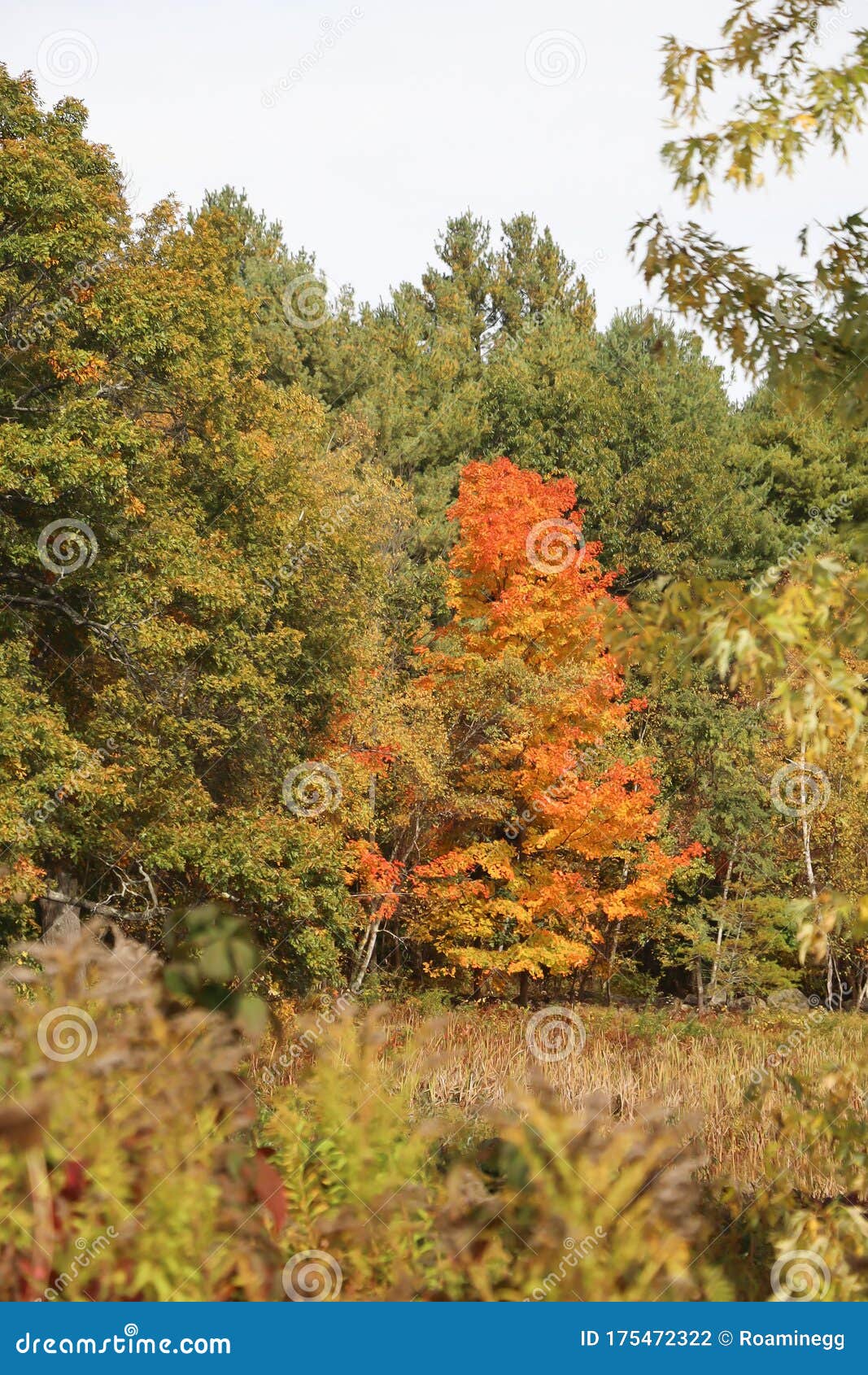 Burst of bright fall color stock photo. Image of background - 175472322