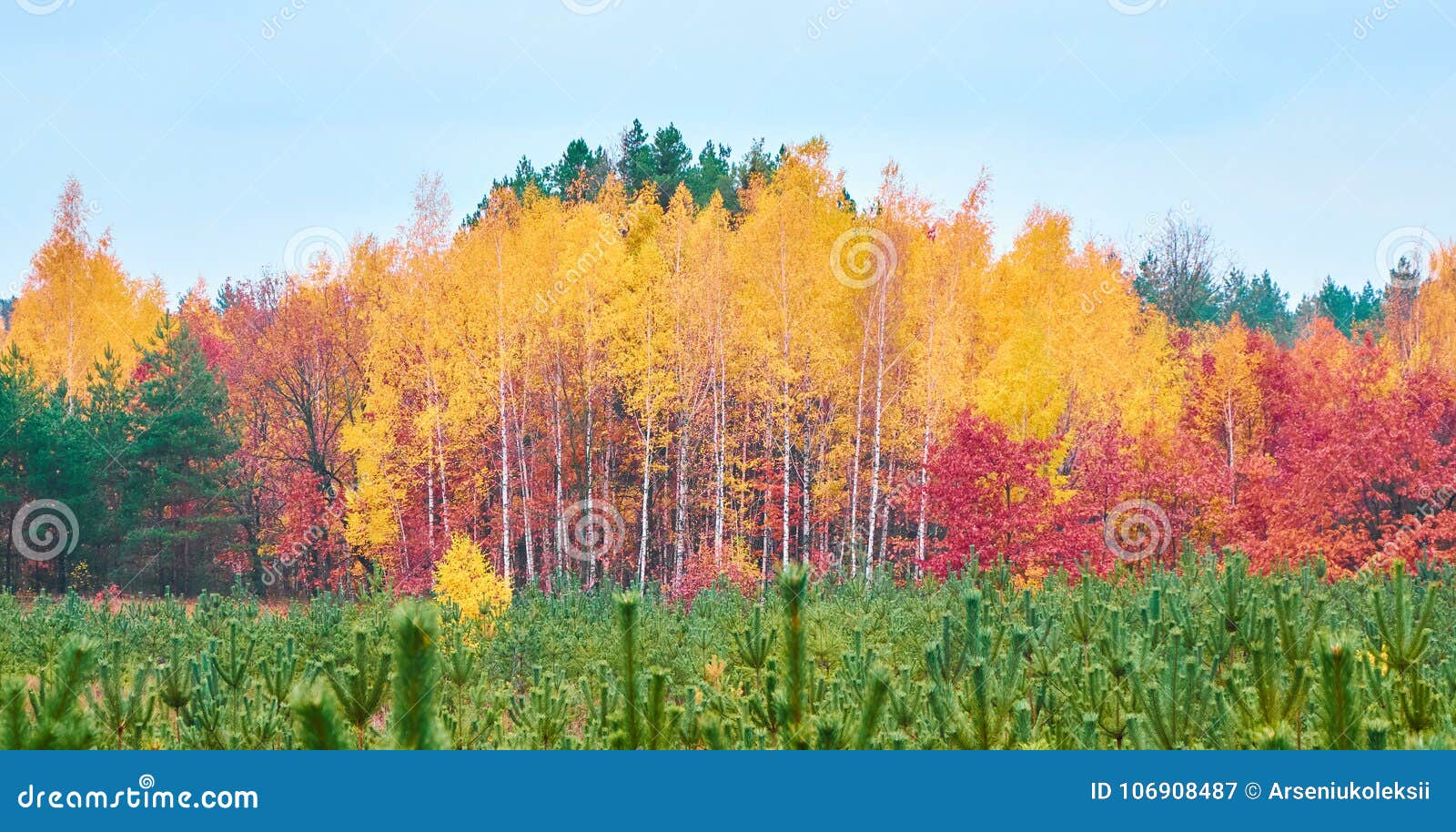 Bright Fall Colors Background Stock Image - Image of green, forest ...