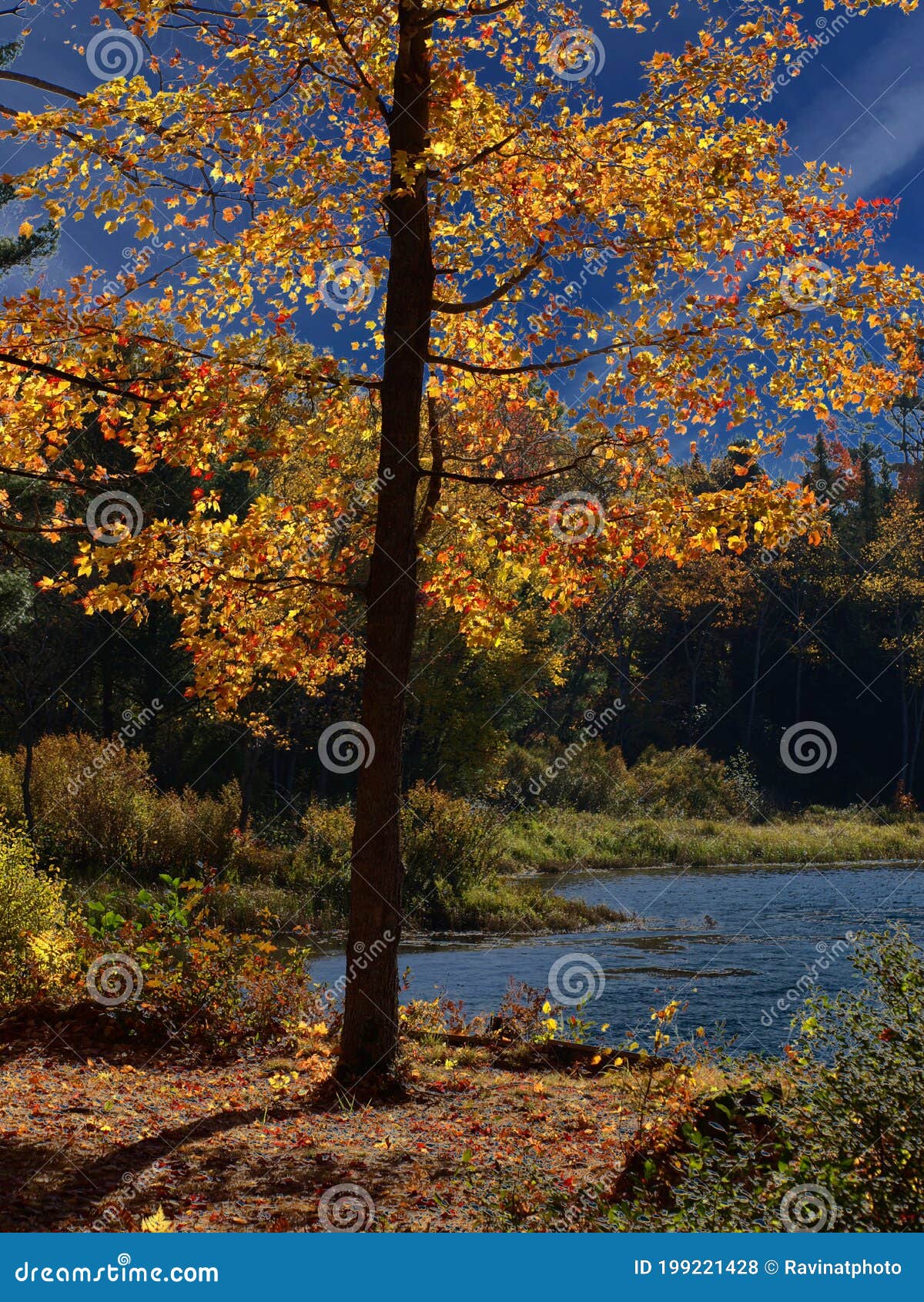 Bright Fall Day with Splashing Colors in Ontario, Canada Stock Photo ...