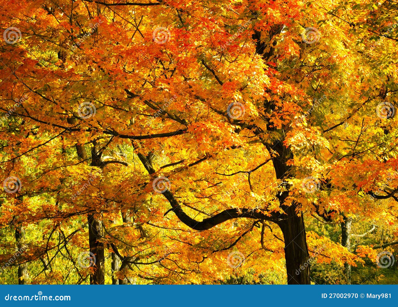 Bright Fall Foliage stock photo. Image of october, warm - 27002970