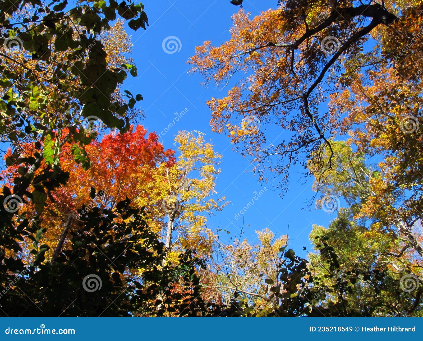 Colorful Autumn Leaves Against a Deep Blue Sky Stock Image - Image of ...
