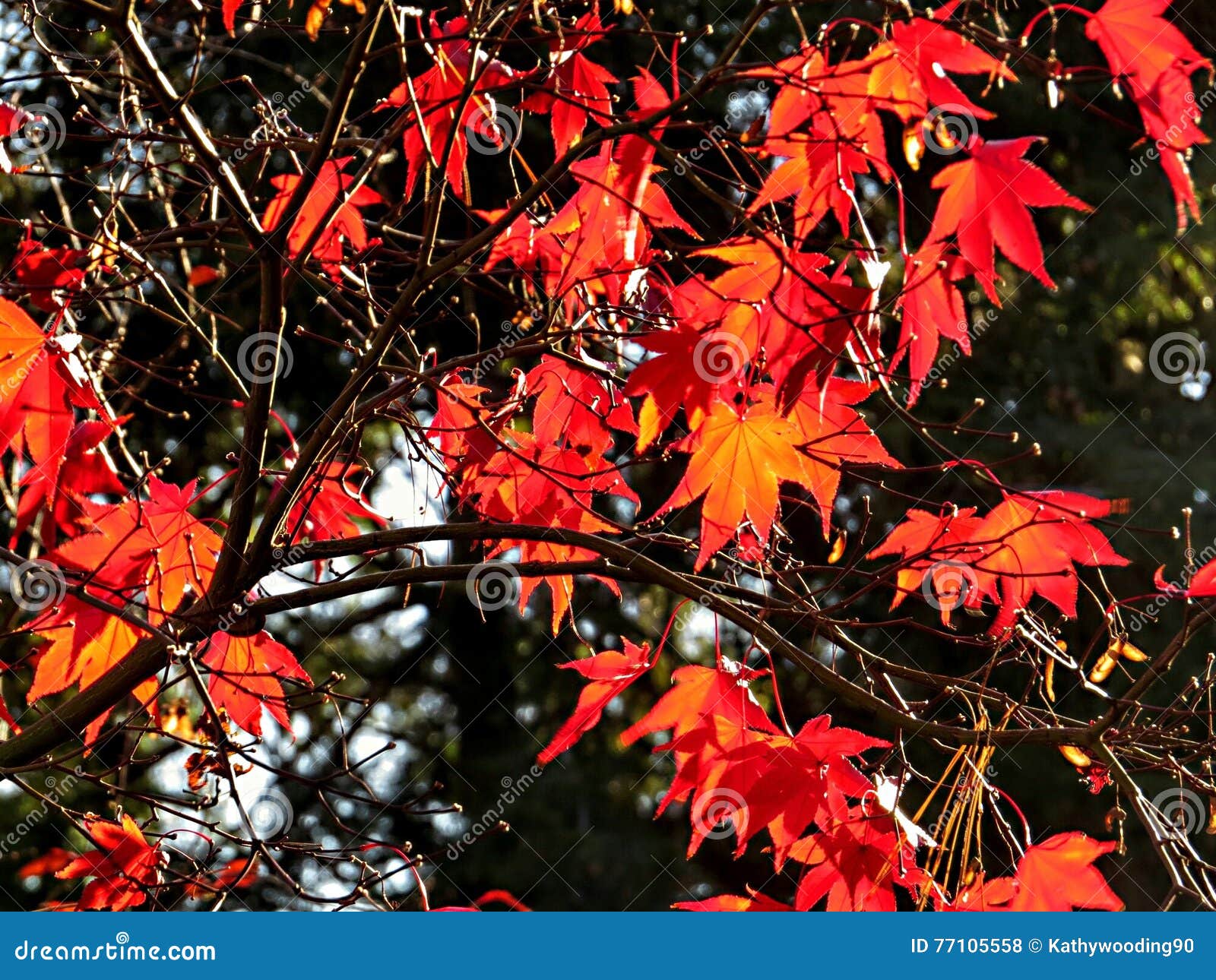Bright fall leaves stock photo. Image of nature, maple - 77105558