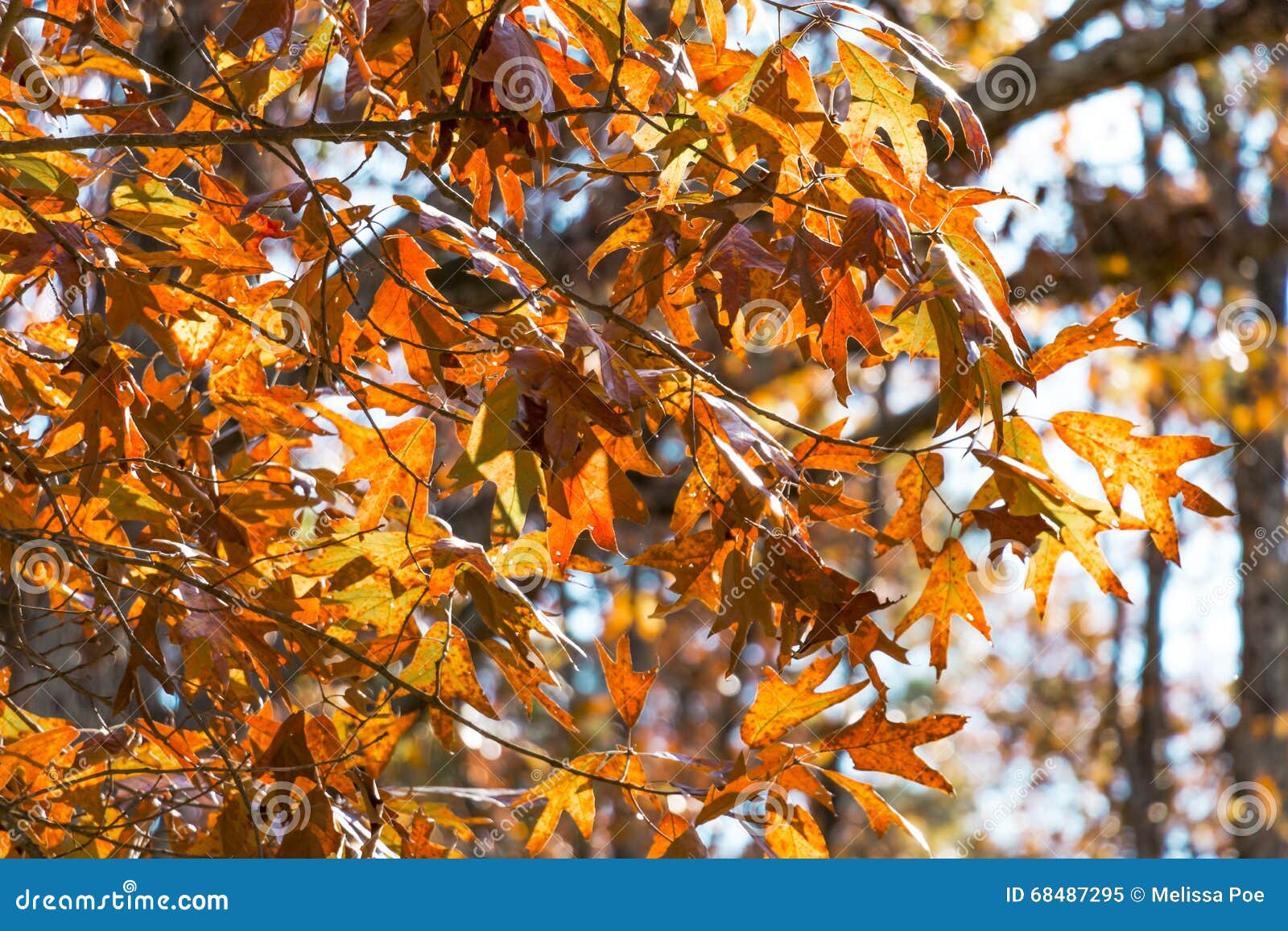 Bright Fall Leaves stock image. Image of golden, orange - 68487295