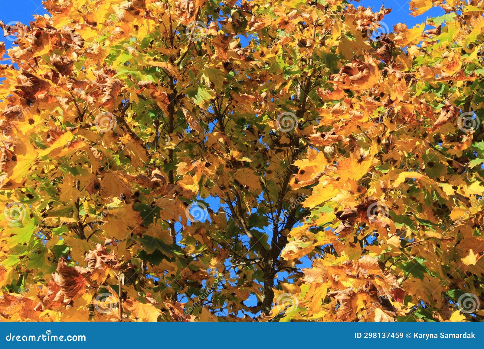 Bright Fall Yellow Tree in the Sunlight Stock Image - Image of leaves ...