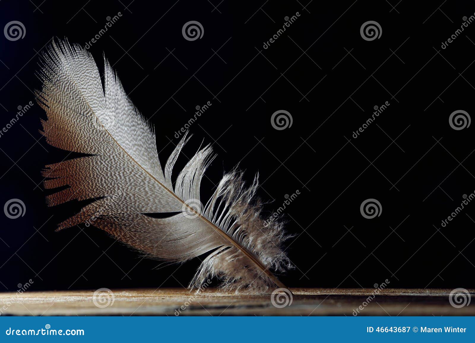 Bright Feather, Fine Patternd on Black Background, Copy Space Stock ...
