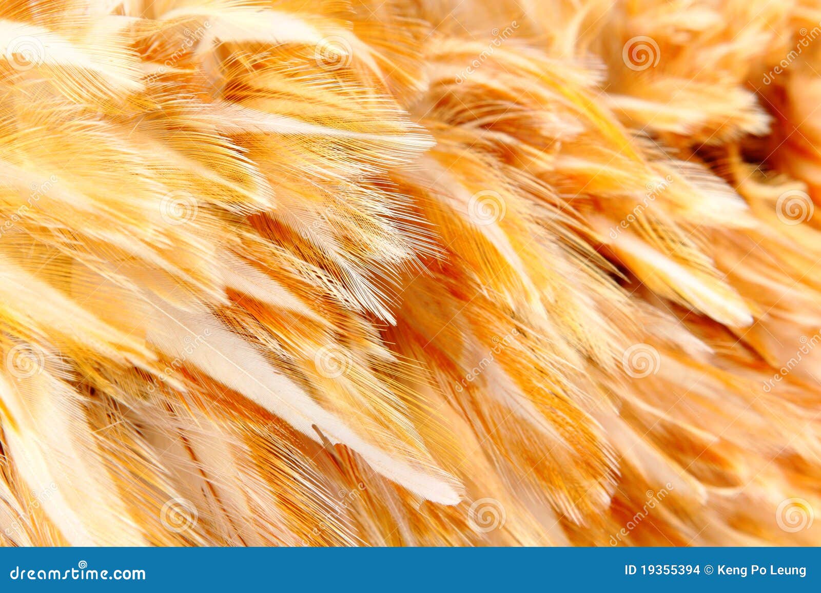 Bright feathers group stock photo. Image of embellishment - 19355394