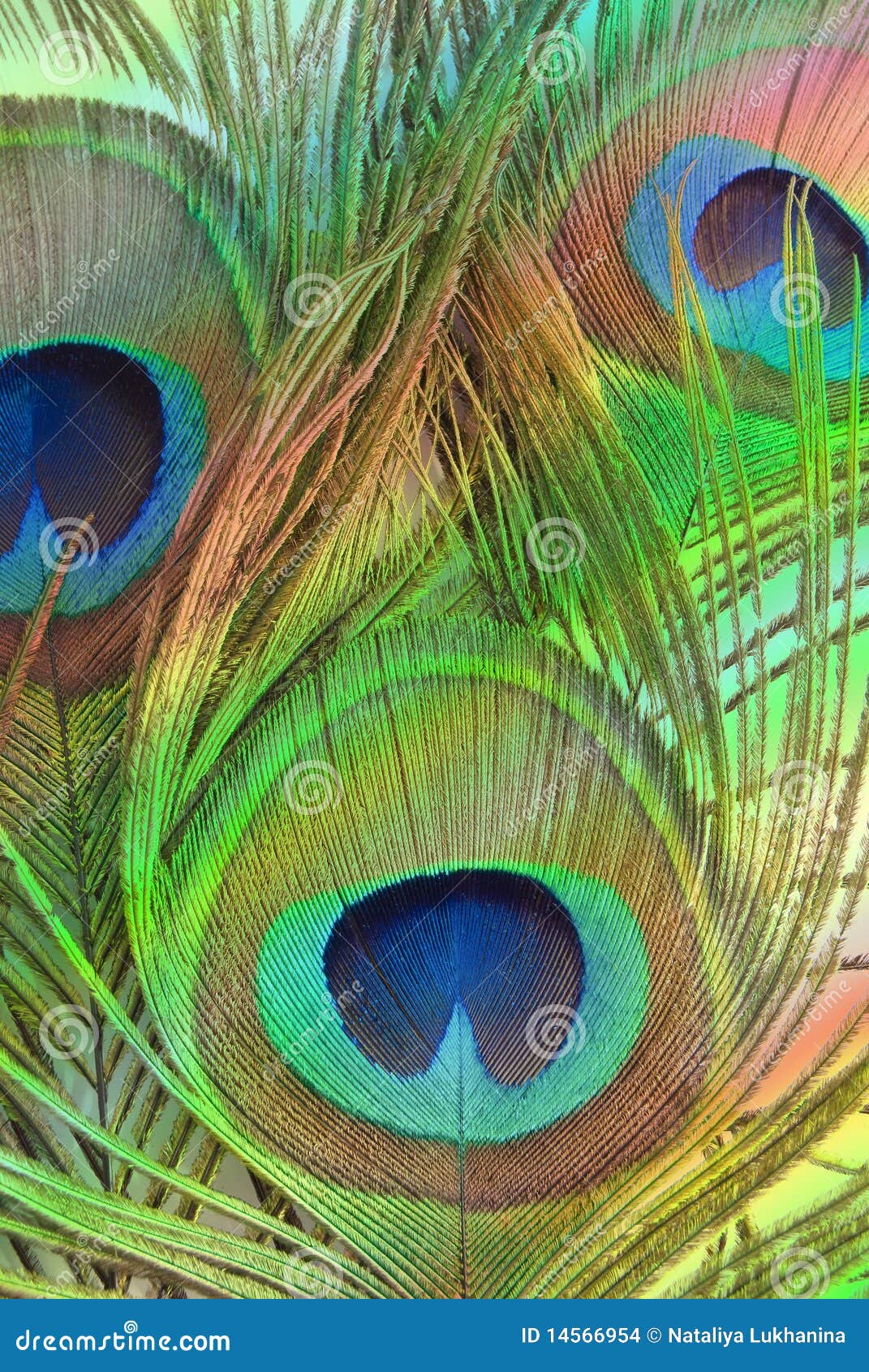 Bright Feathers of a Peacock Stock Photo - Image of deco, iridescent ...