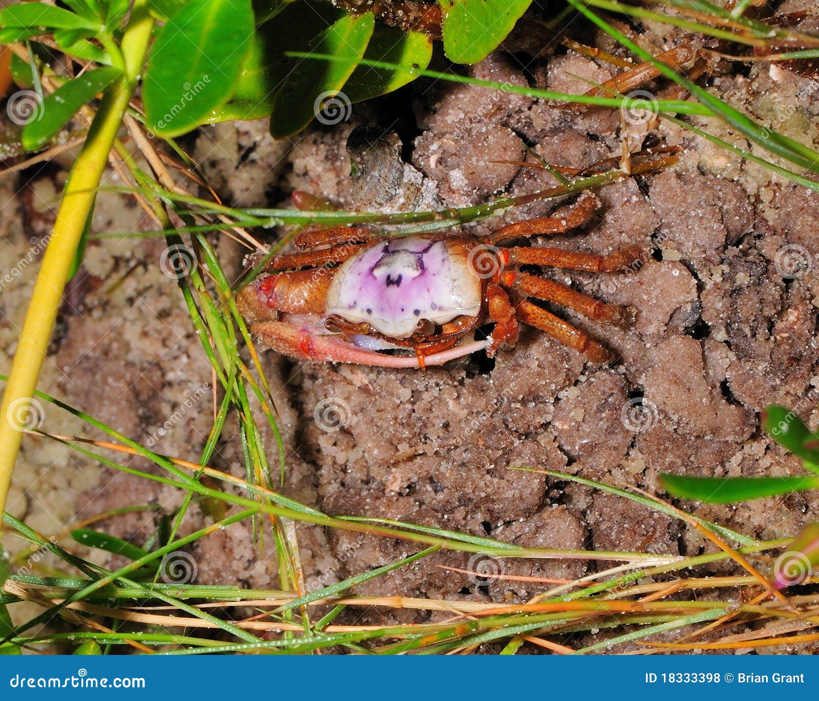 Bright Fiddler Crab stock photo. Image of brown, burrow - 18333398
