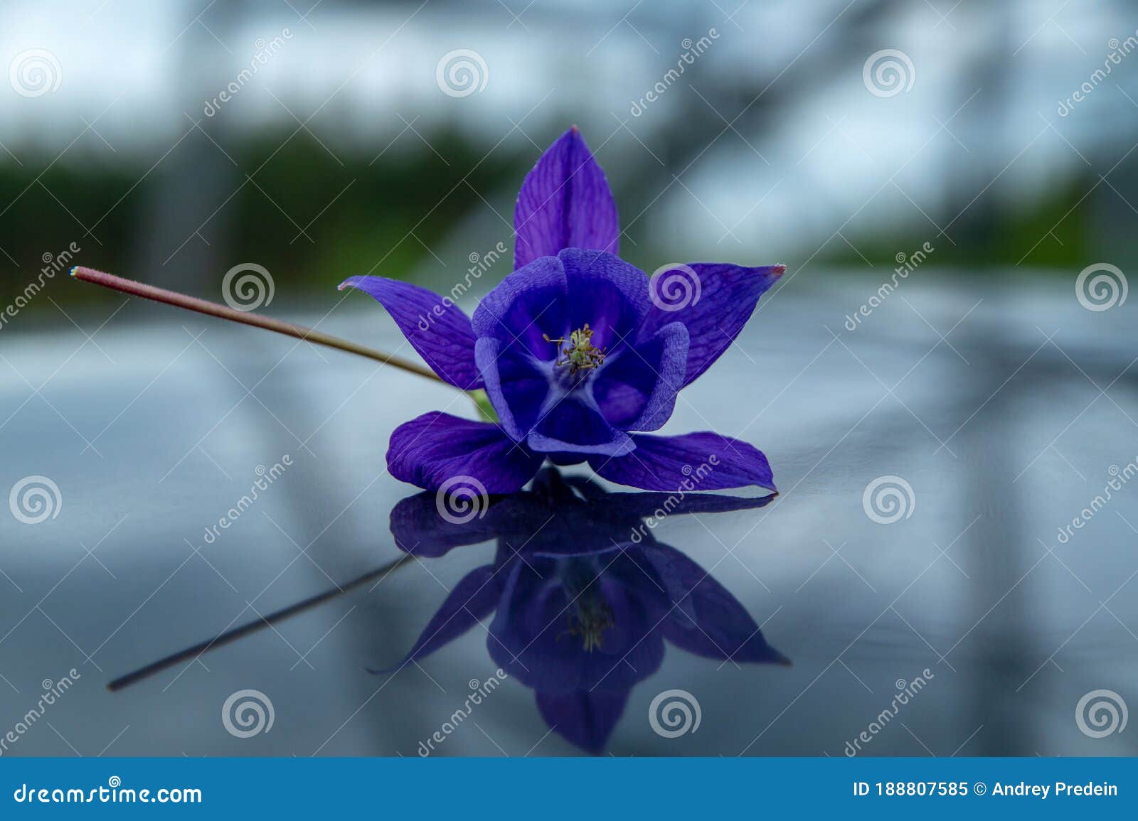 Bright field bell stock image. Image of droplet, bell - 188807585