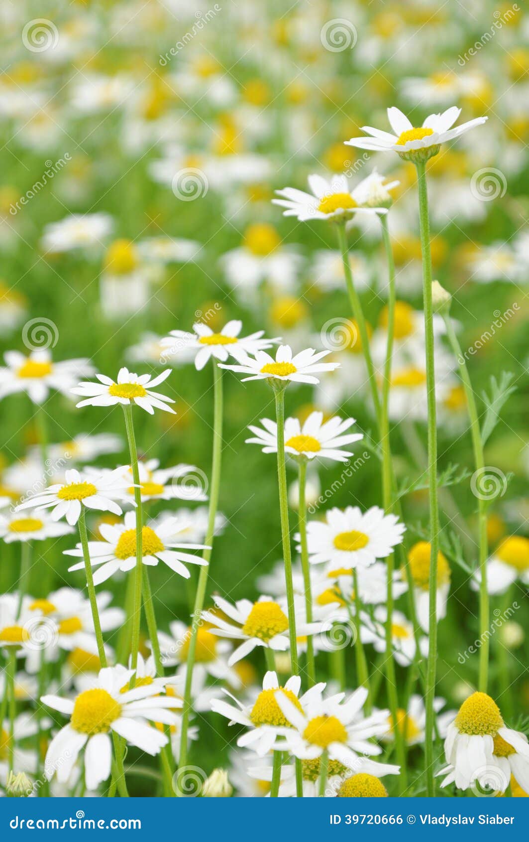 Bright field of chamomiles stock photo. Image of color - 39720666