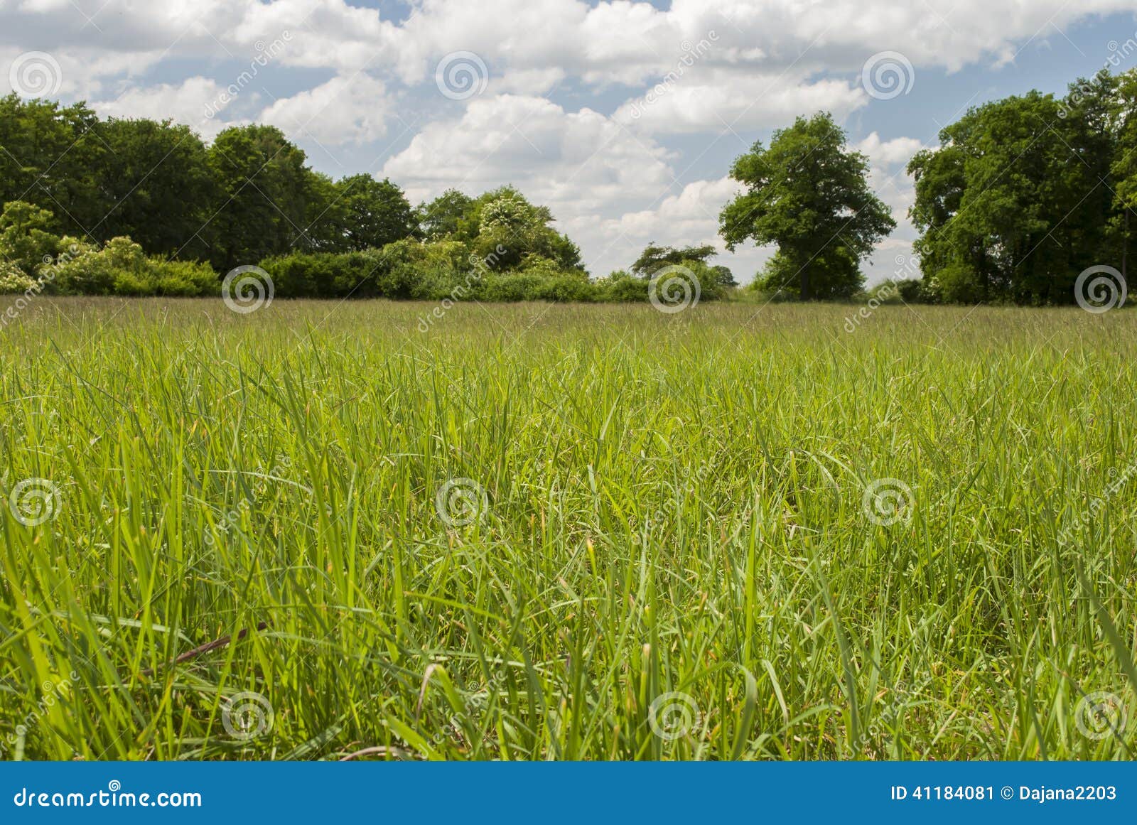 Bright Field stock image. Image of clouds, organic, trees - 41184081