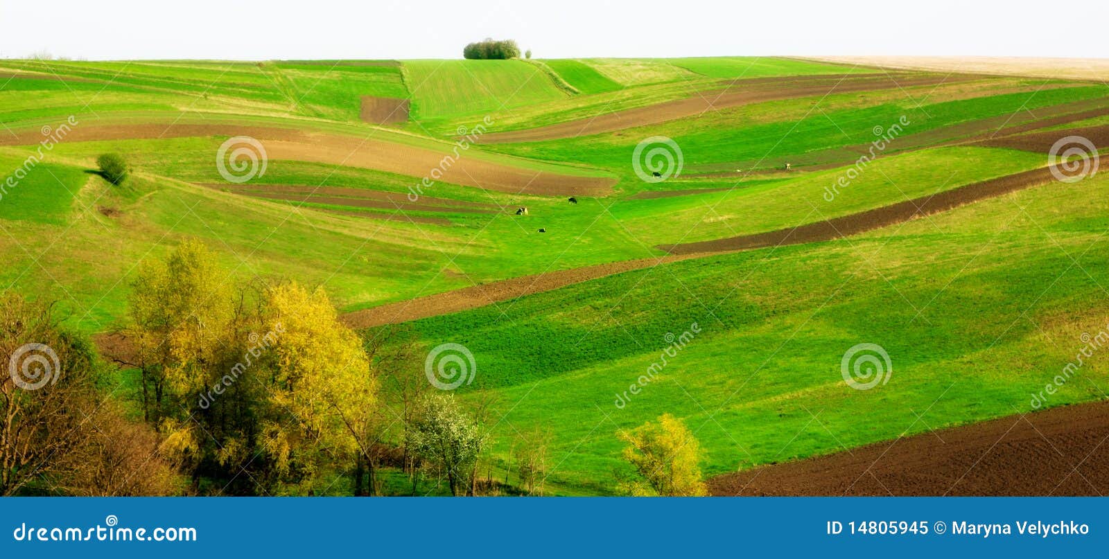 Bright fields stock image. Image of green, farm, summer - 14805945