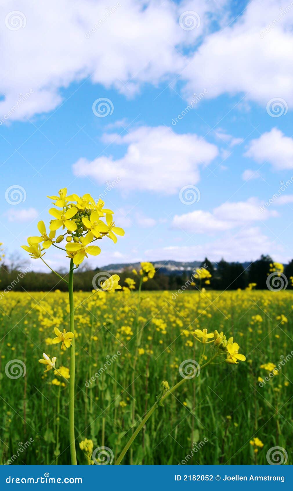 Bright Fields stock photo. Image of vibrant, bloom, flower - 2182052