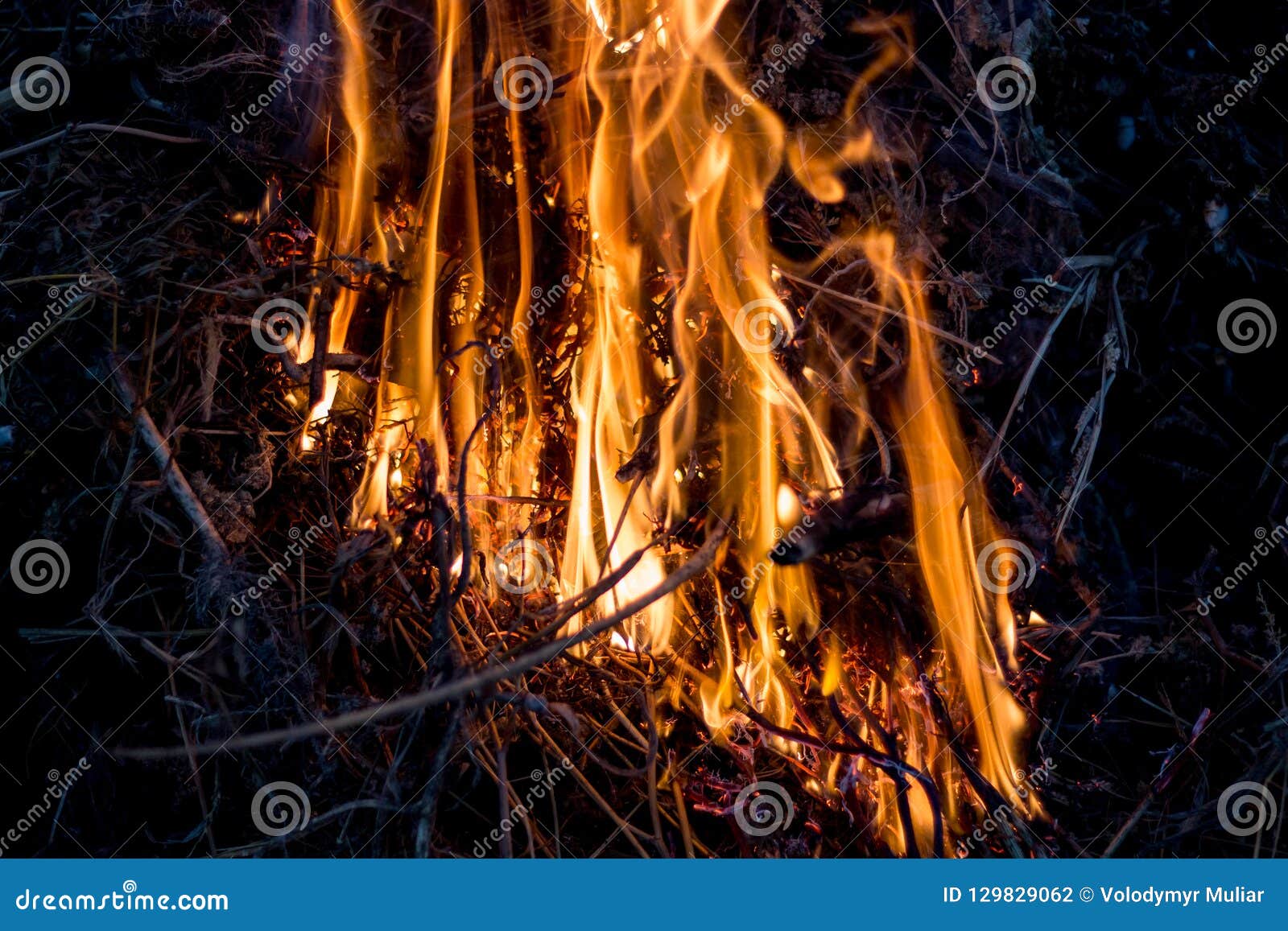 Bright Fire on the Nature at Night. the Texture of Fire_ Stock Photo ...