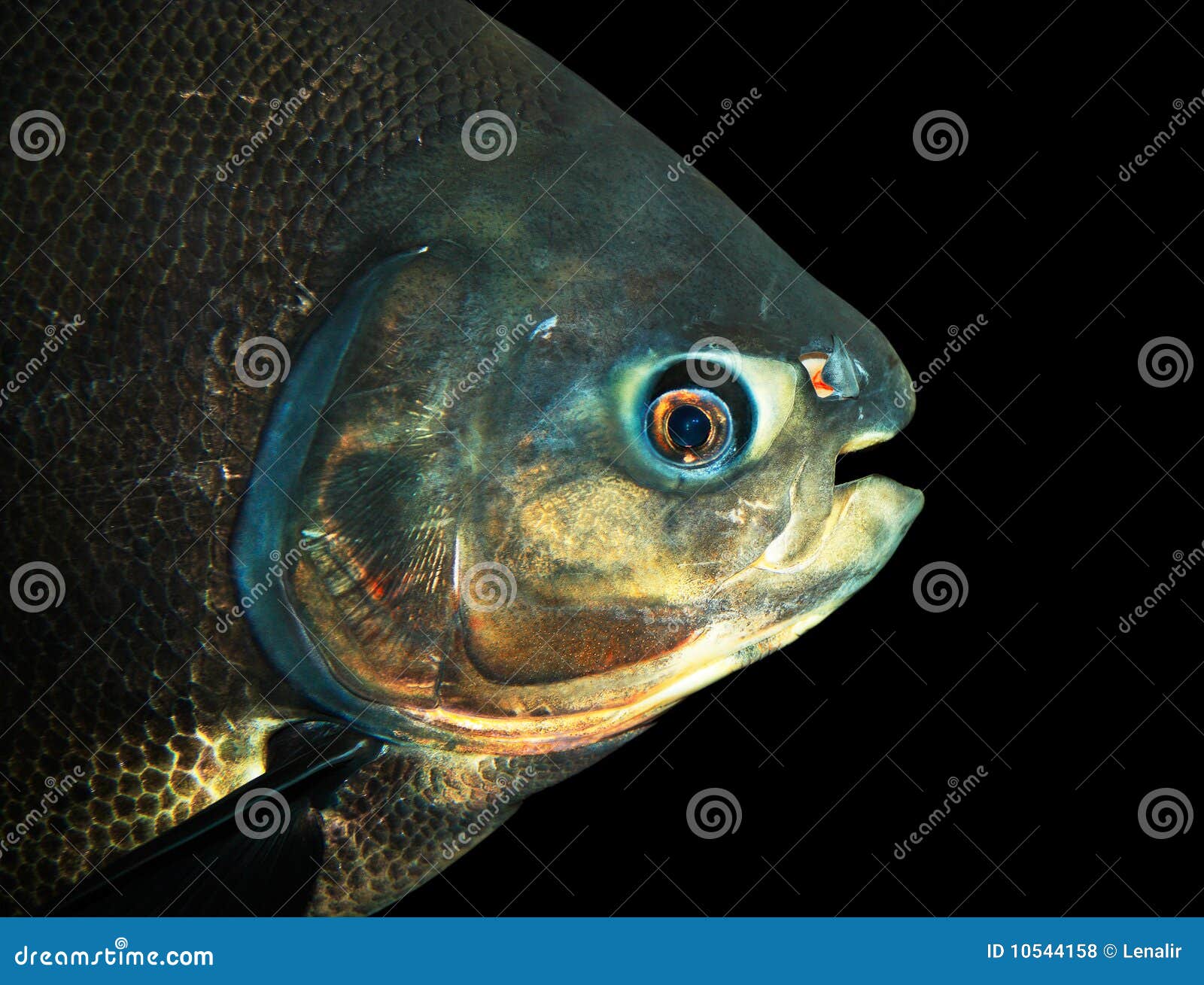 Bright fish stock photo. Image of bright, live, swim - 10544158