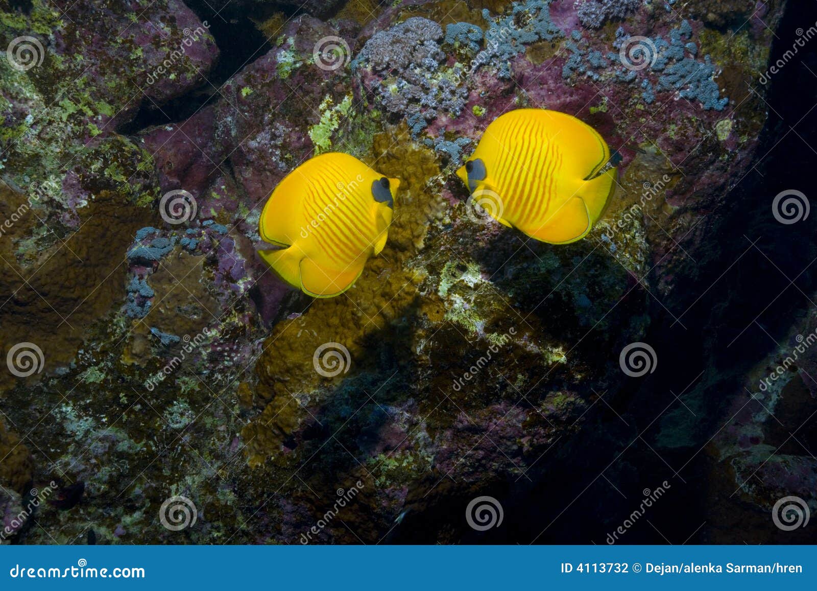 Bright fish among coral stock photo. Image of ocean, living - 4113732