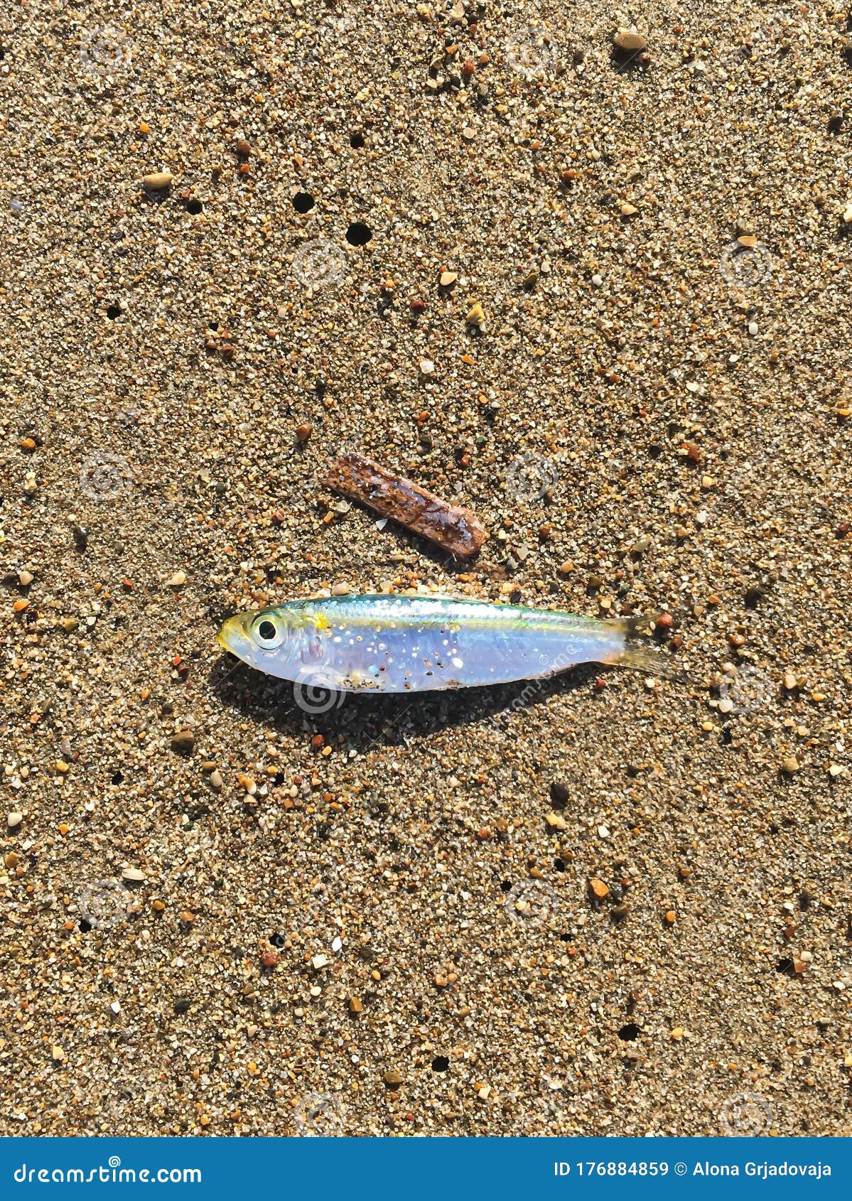 Bright Fish on the Sand Beach Stock Image - Image of lake, fishing ...