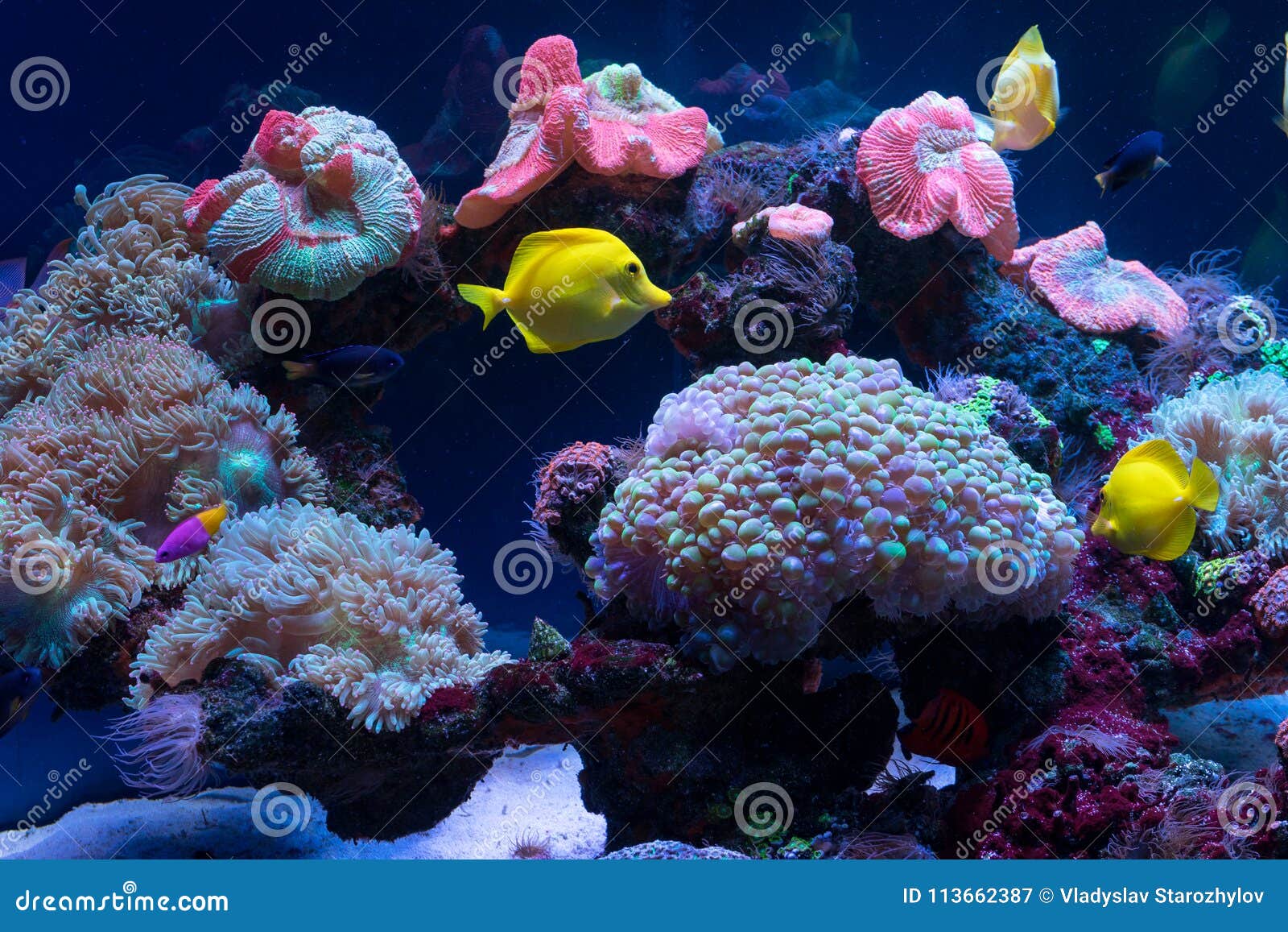 Bright Fish Swim in the Aquarium Stock Image - Image of aquarium, fauna ...