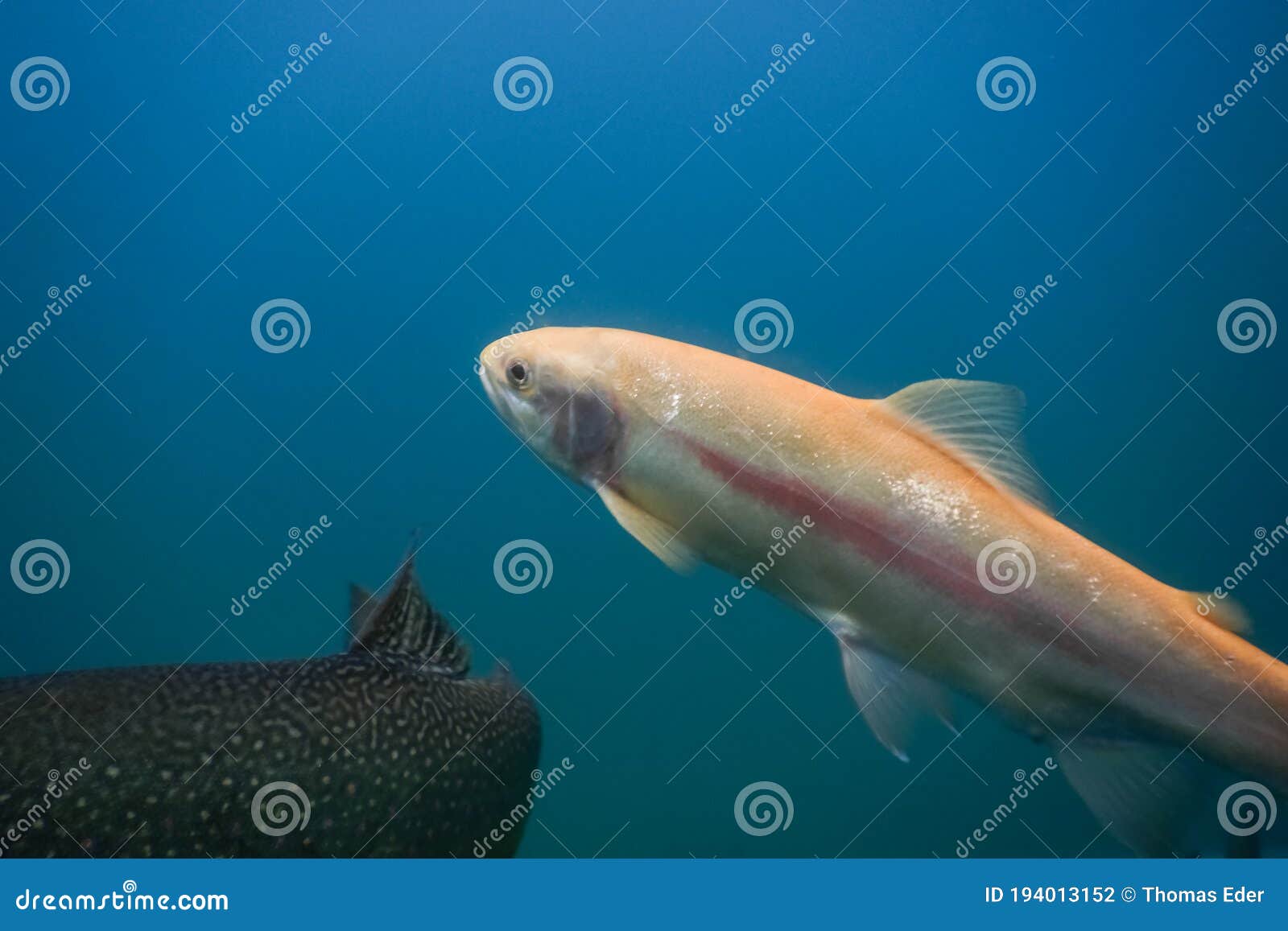 Bright Fish Swims while Diving in a Lake Stock Photo - Image of pike ...