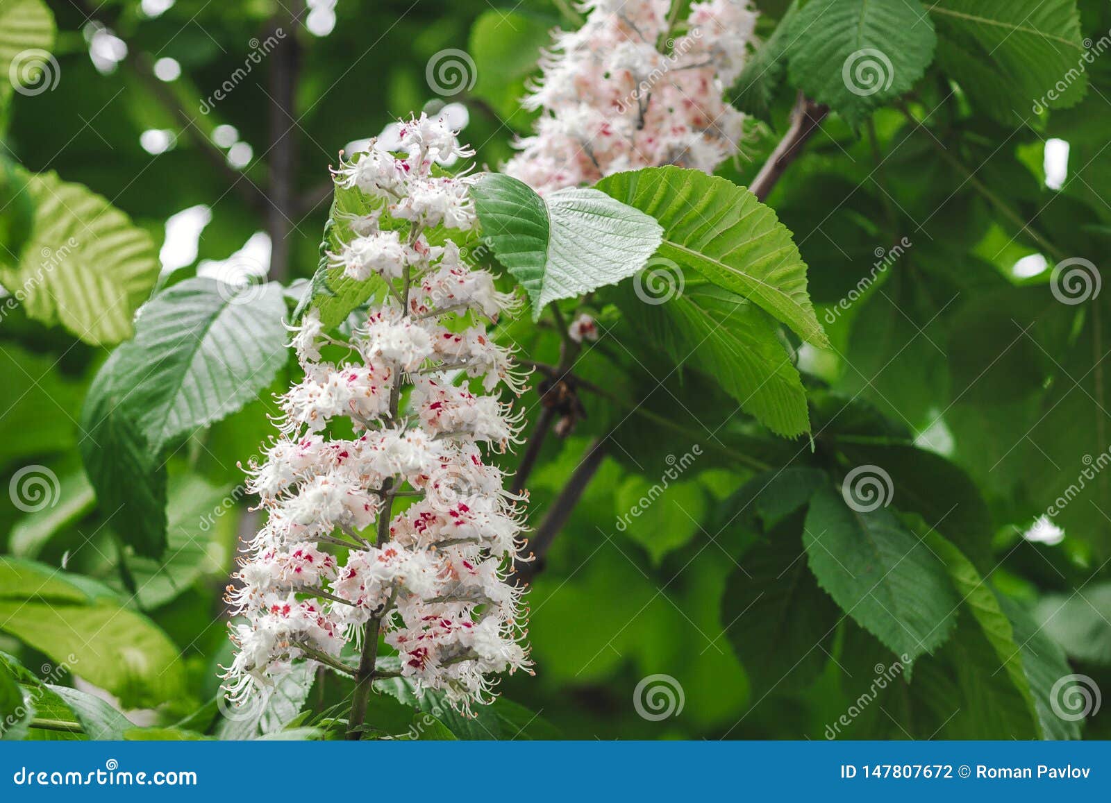 Chestnut Flower on the Tree Stock Photo - Image of flower, south: 147807672