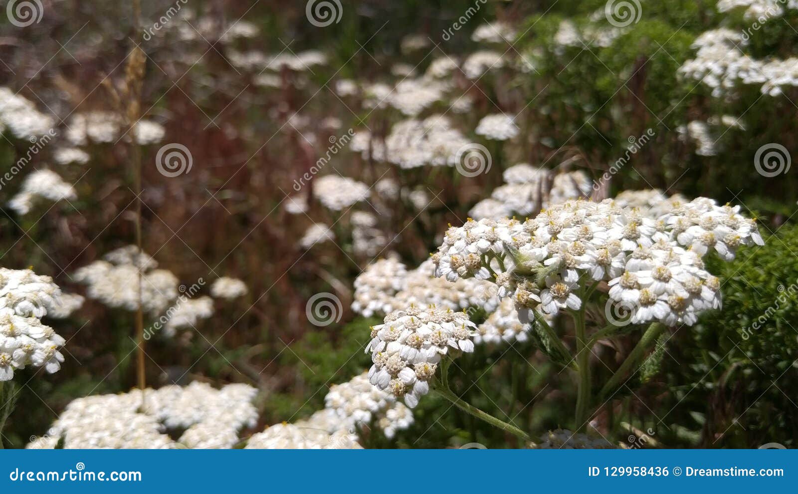 Bright Flower, Mundane Background Stock Photo - Image of mountains ...