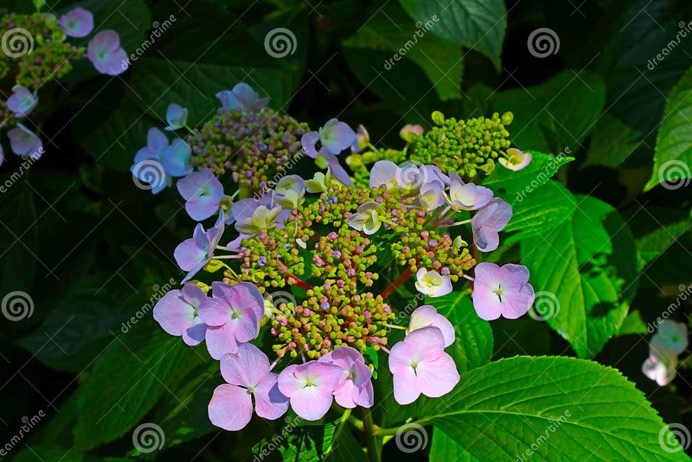 Bright Flowering Branches of Hydrangeas in the Park in the Summer ...