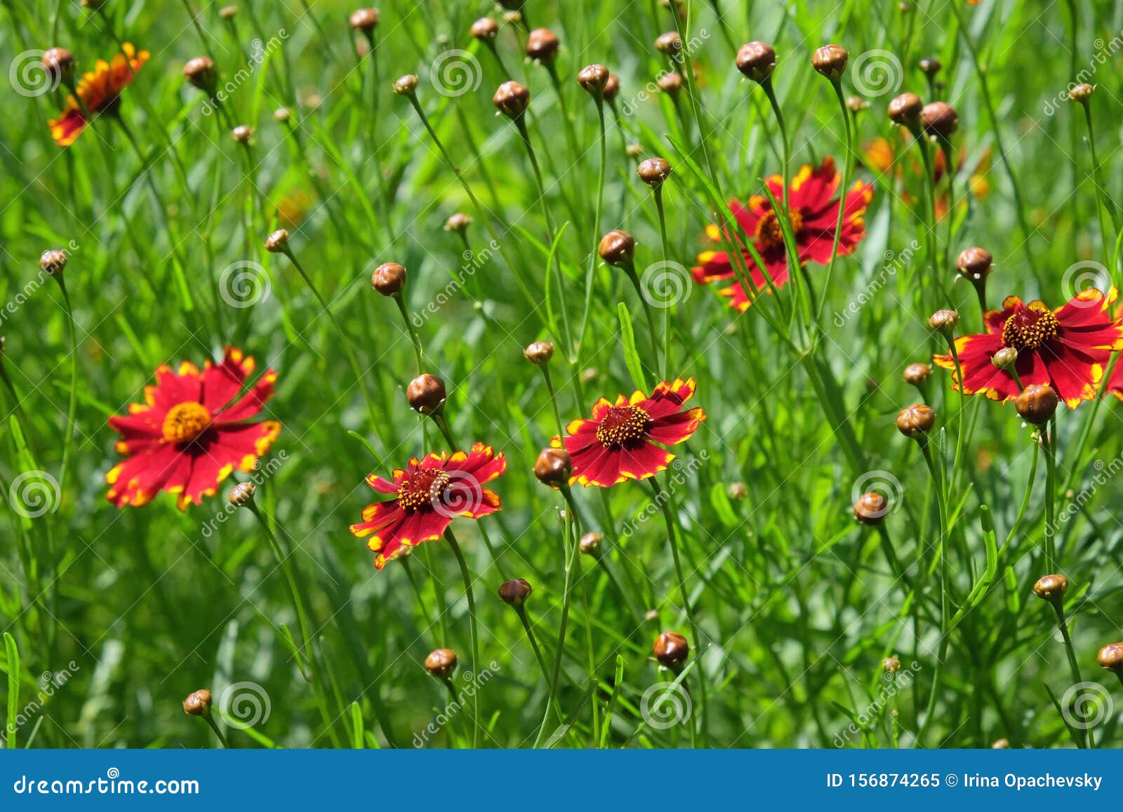 Bright Flowers Coreopsis in the Flowerbed Stock Image - Image of garden ...