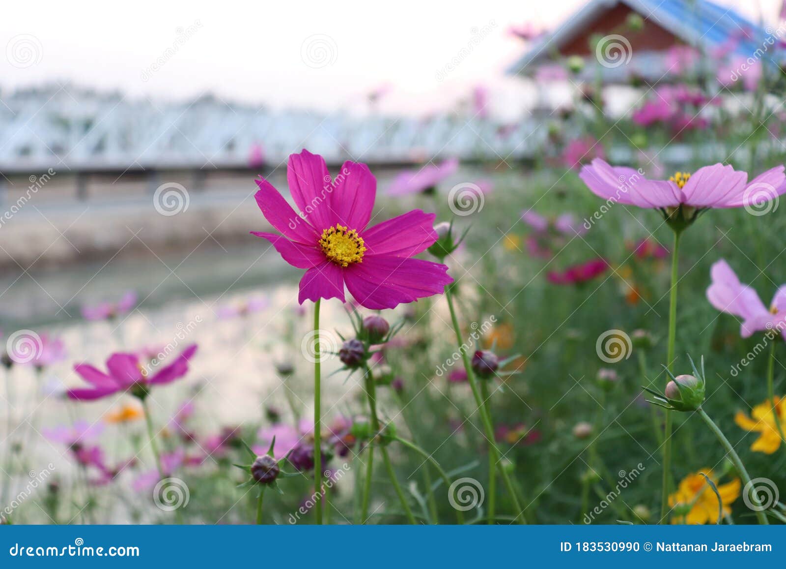 Bright Flowers in the Garden in the Evening Stock Photo - Image of ...