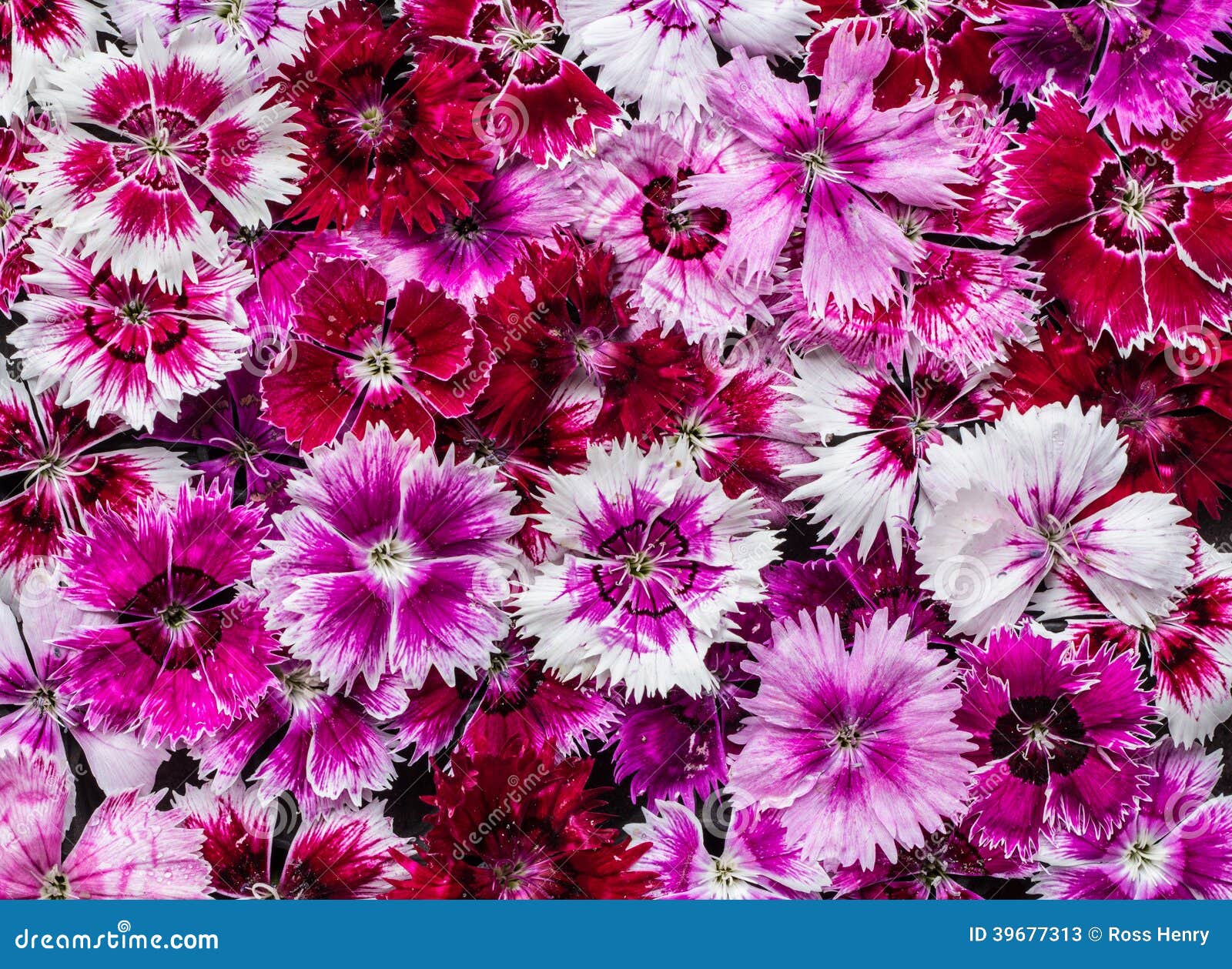 Bright Flowers stock image. Image of flower, nature, flowers - 39677313