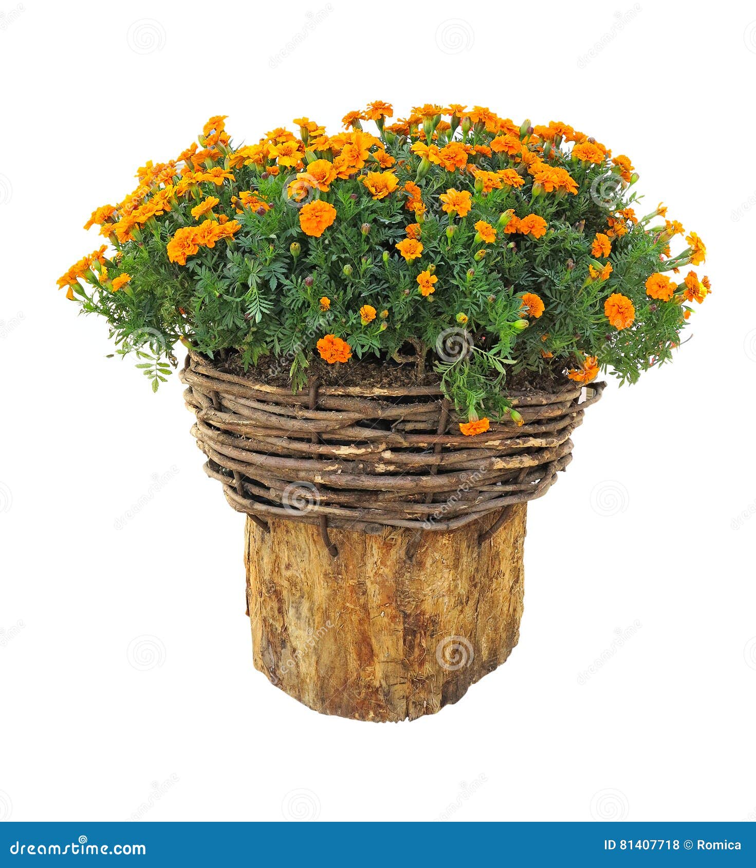 Bright Flowers in Wicked Basket on Cut Log Isolated Over White Stock ...