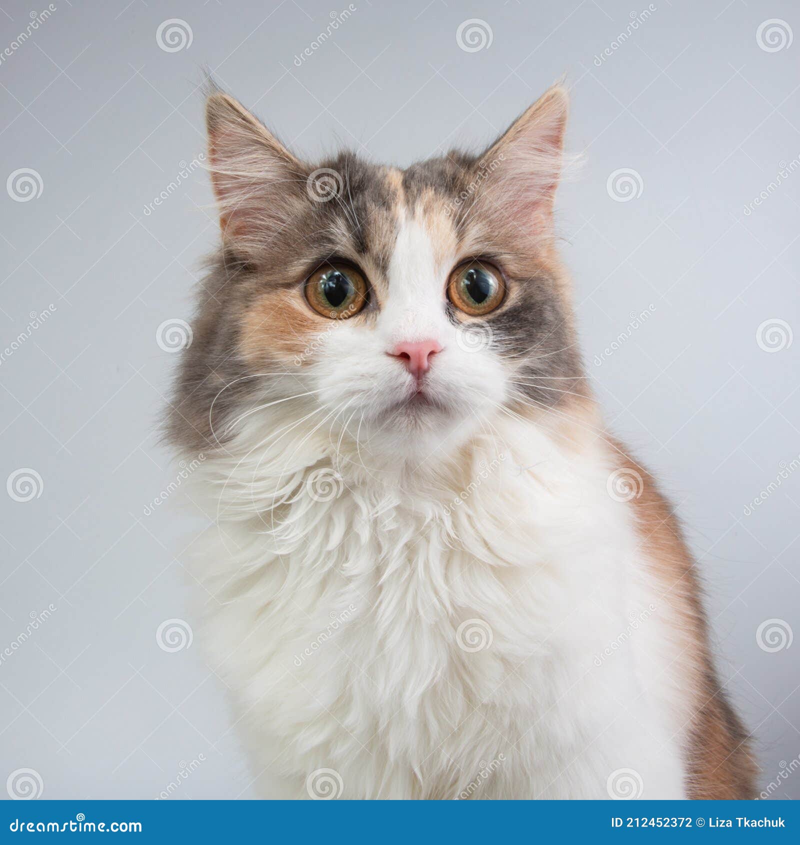 Bright Fluffy Cat Three Colors on the White Background Stock Photo ...
