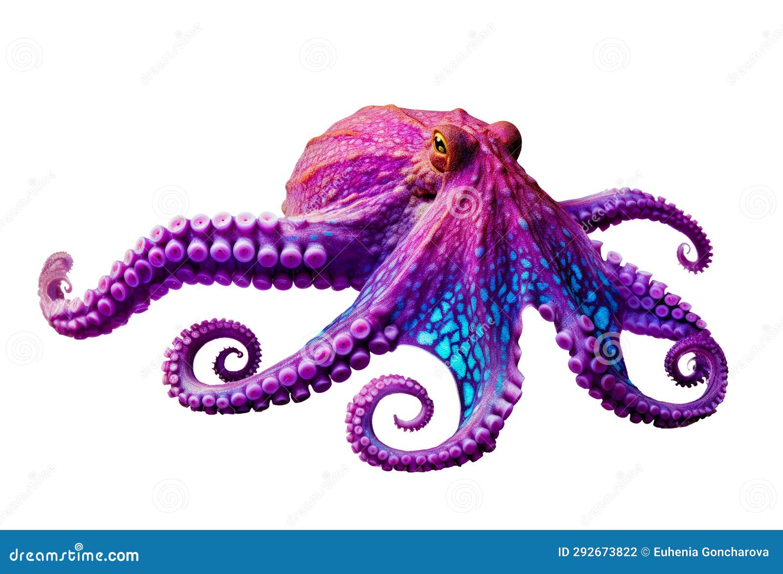 Bright Fluorescent Purple Pink Multicolored Octopus, Isolated,cut Out ...