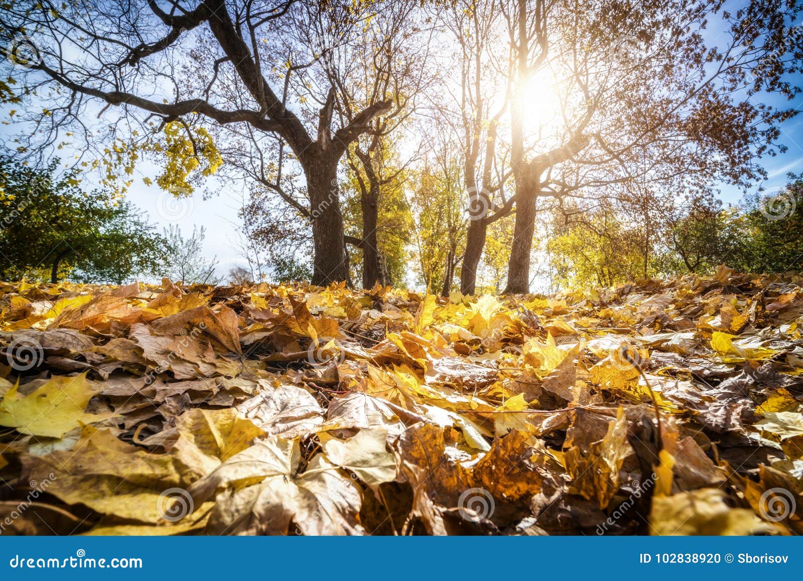 Bright Foliage in Autumn Park Stock Photo - Image of natural, park ...