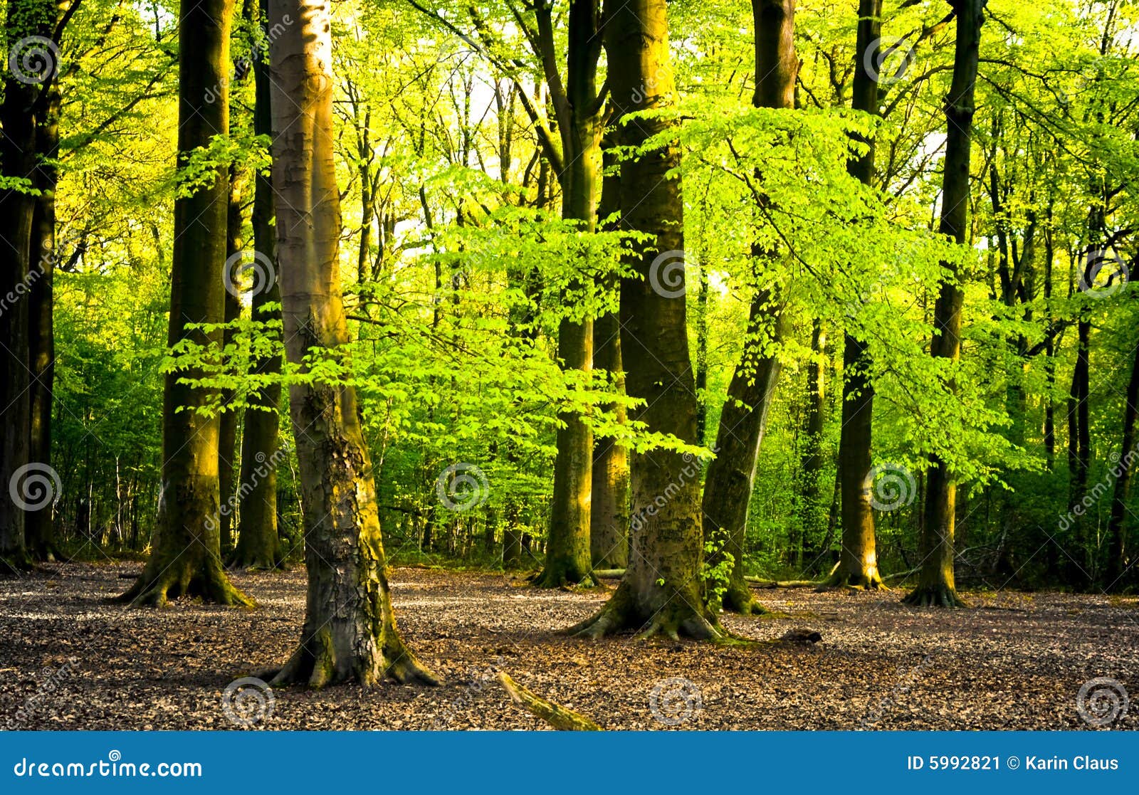 Bright forest stock image. Image of scenery, park, summer - 5992821
