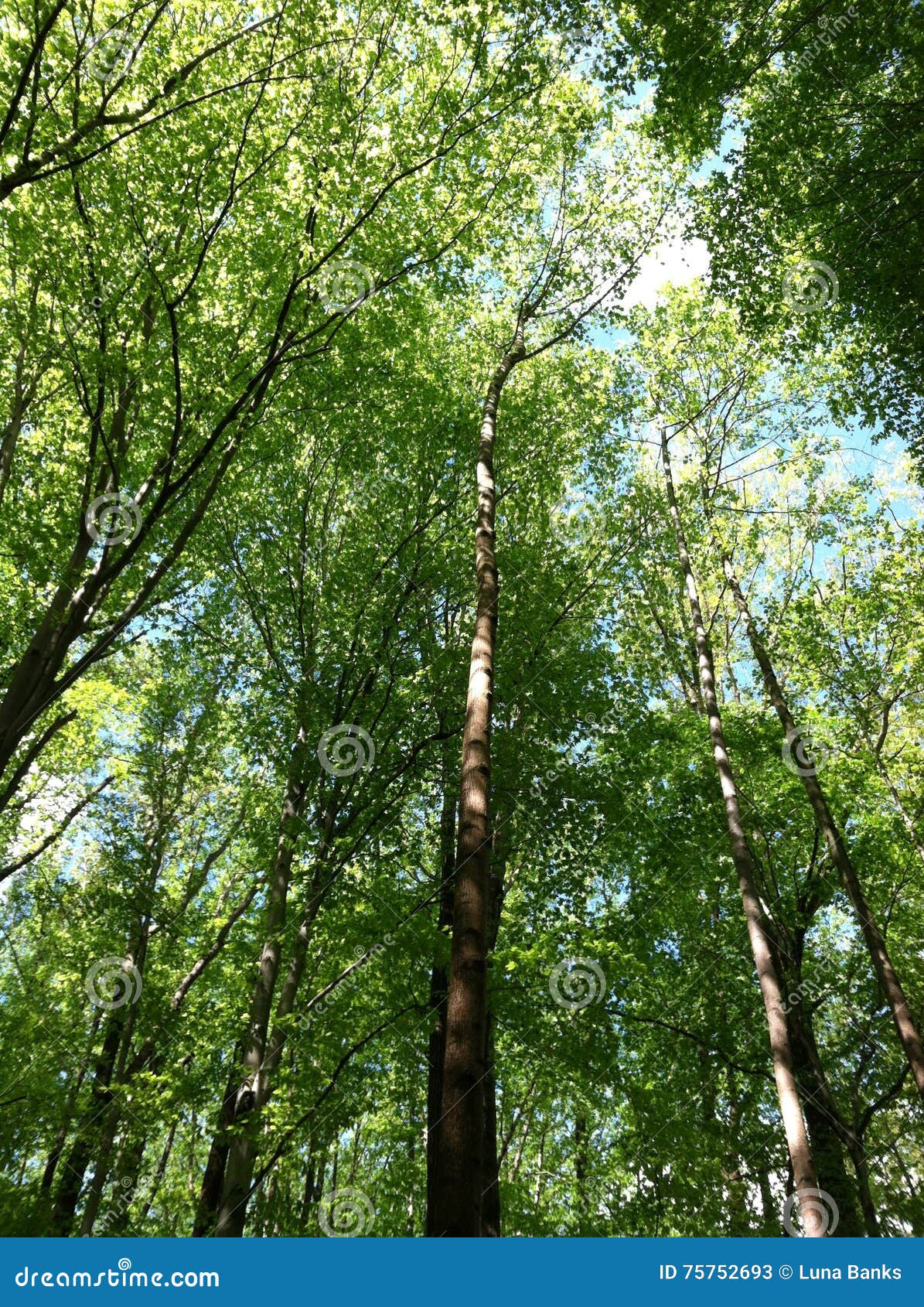 Bright Forest stock image. Image of glows, bright, forest - 75752693