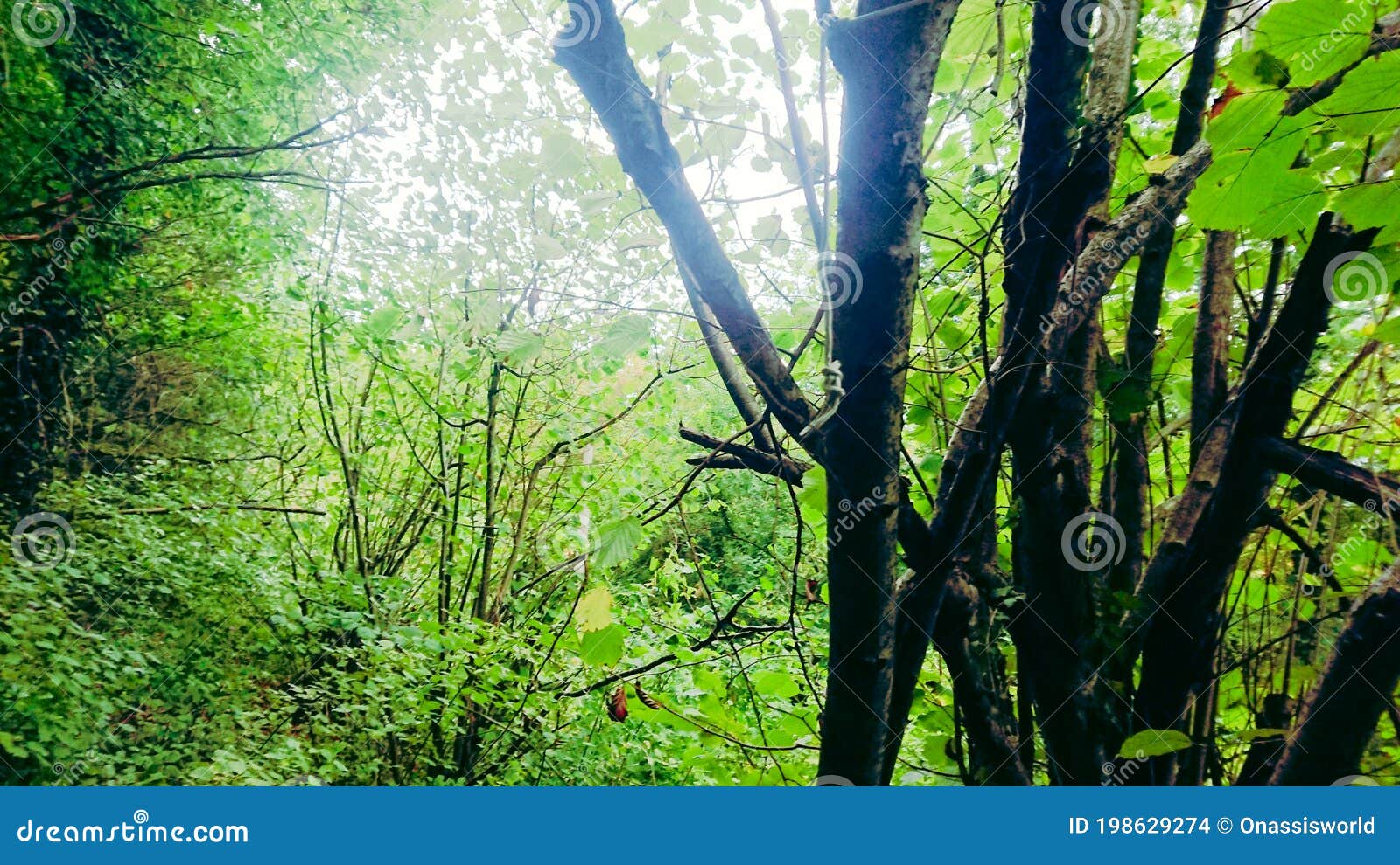 Bright Forest Countryside Background Wall Stock Photo - Image of ...