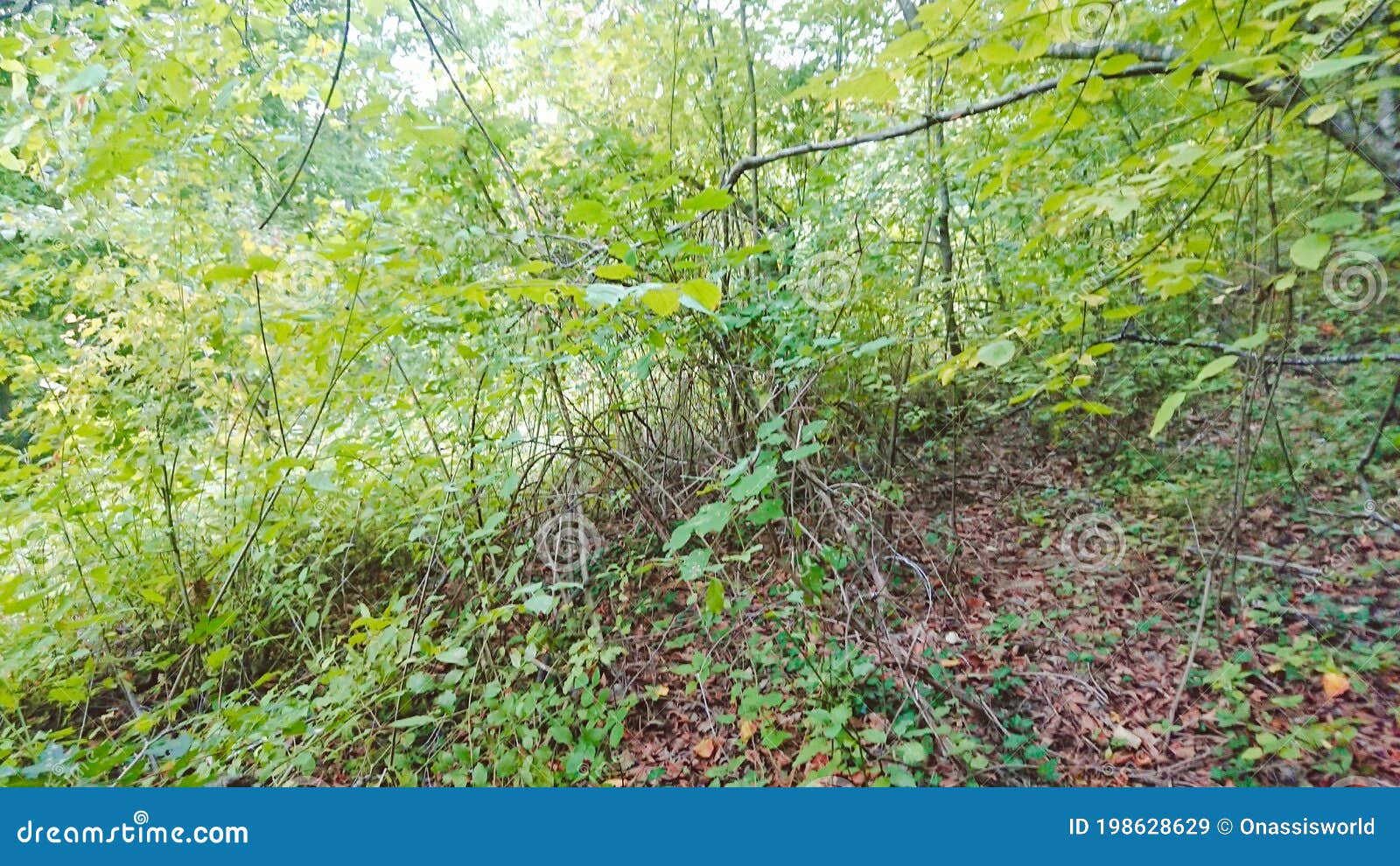 Bright Forest Countryside Background Wall Stock Image - Image of bright ...