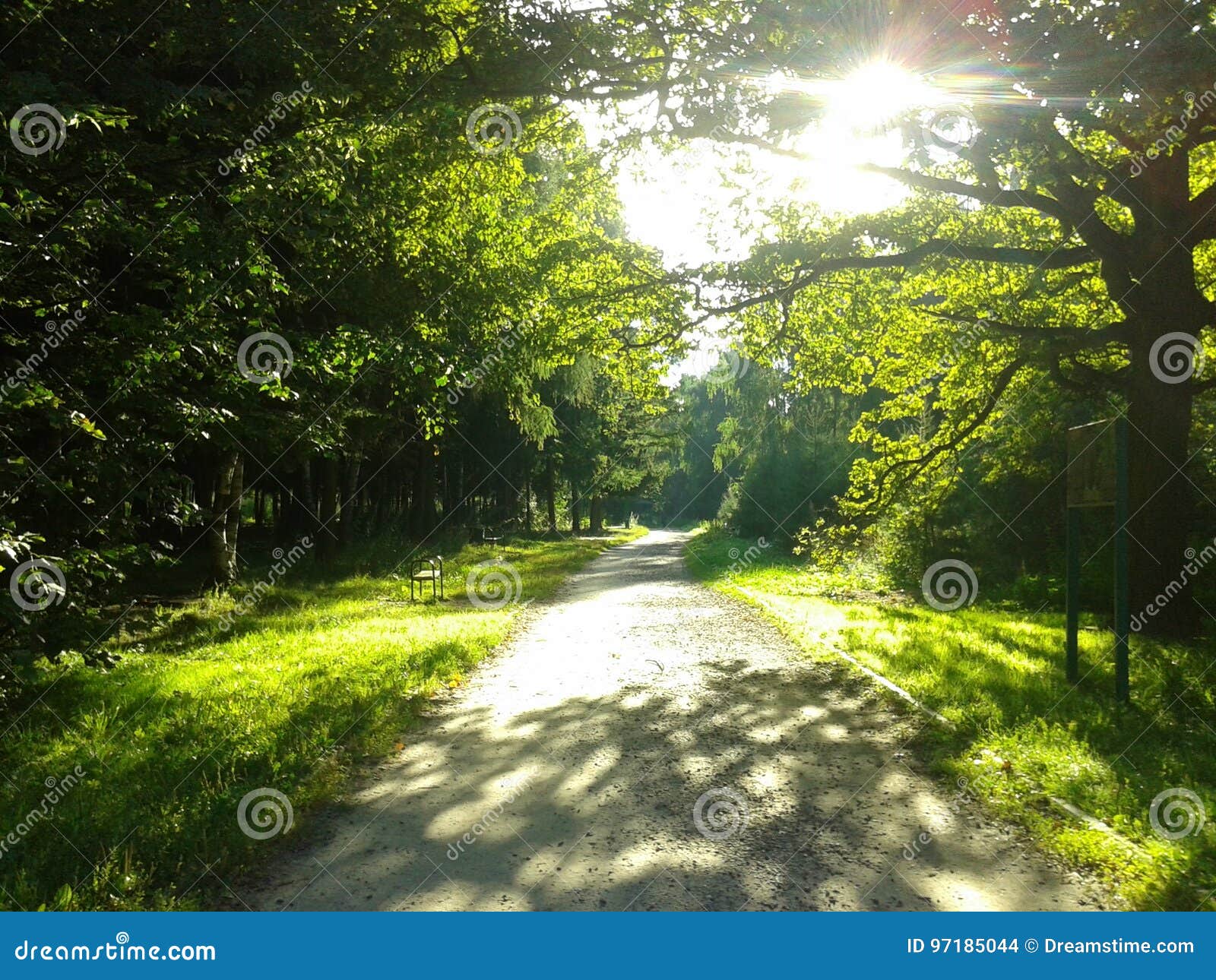 Bright forest stock photo. Image of outdoor, nature, country - 97185044