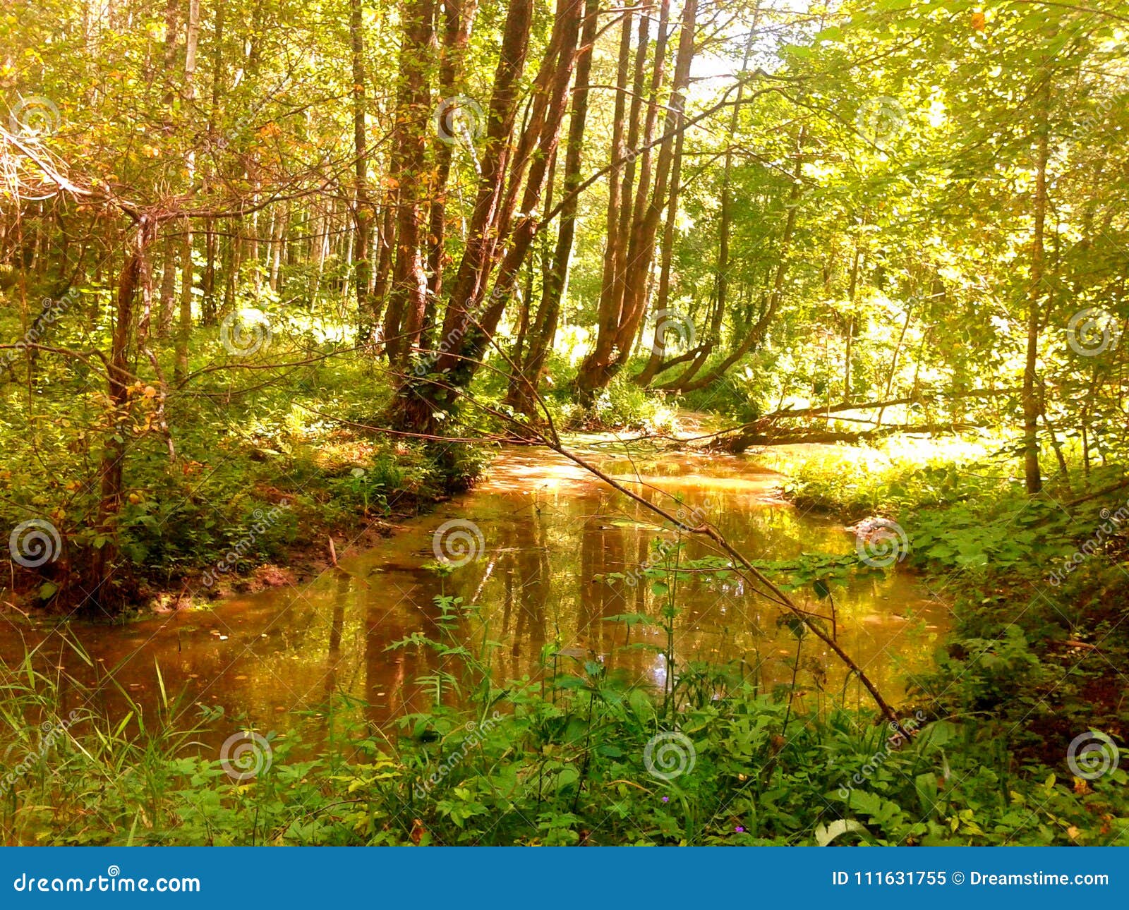 Bright forest stock image. Image of natural, outdoor - 111631755