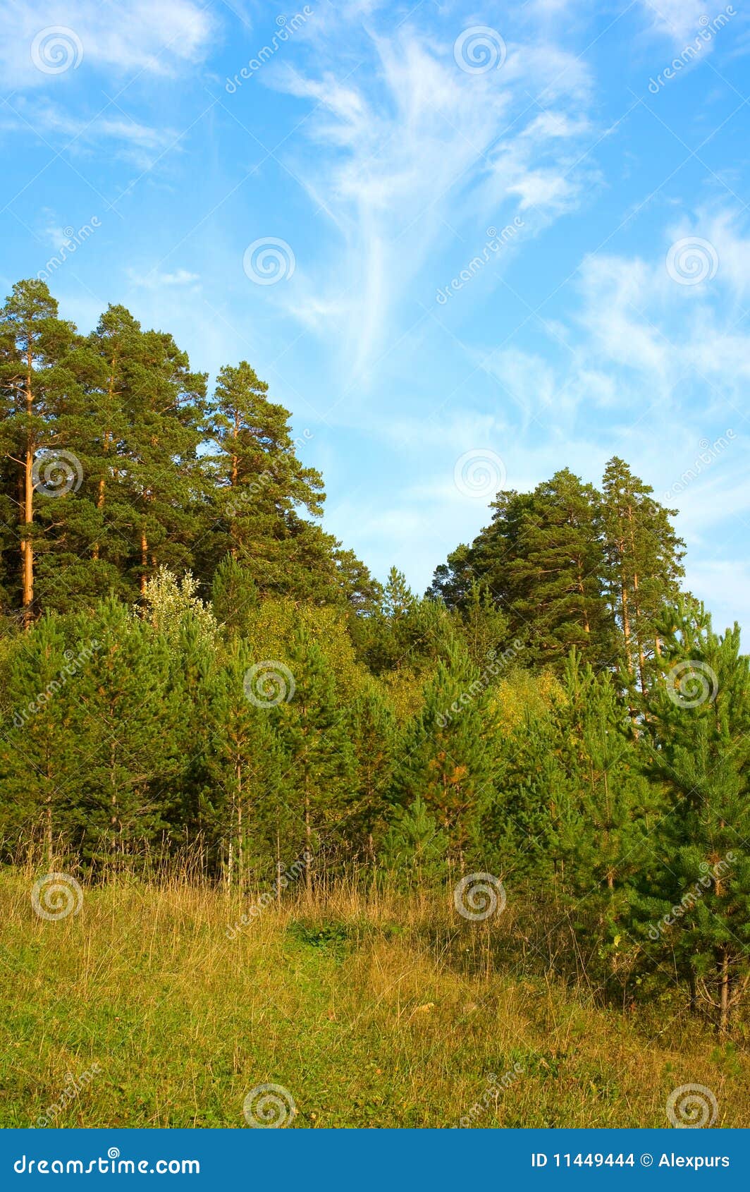 Bright forest scenery. stock photo. Image of nature, blue - 11449444