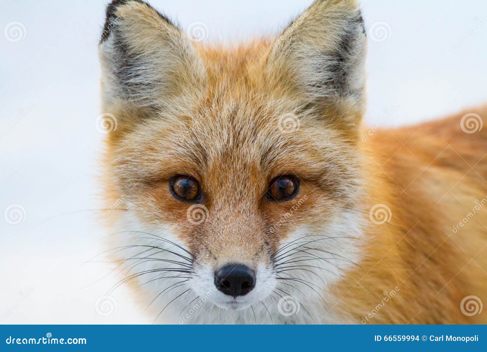 Bright Fox Portrait stock photo. Image of furry, animal - 66559994