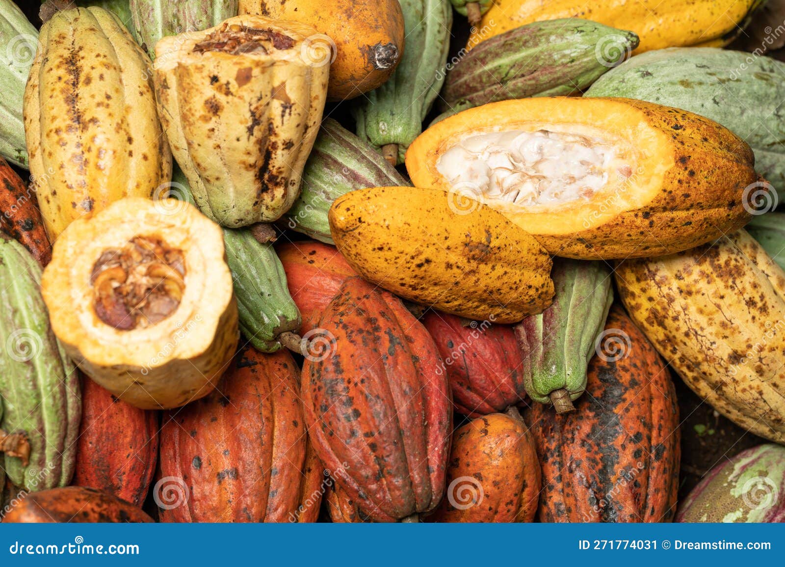 Bright fresh cacao pods stock image. Image of stack - 271774031