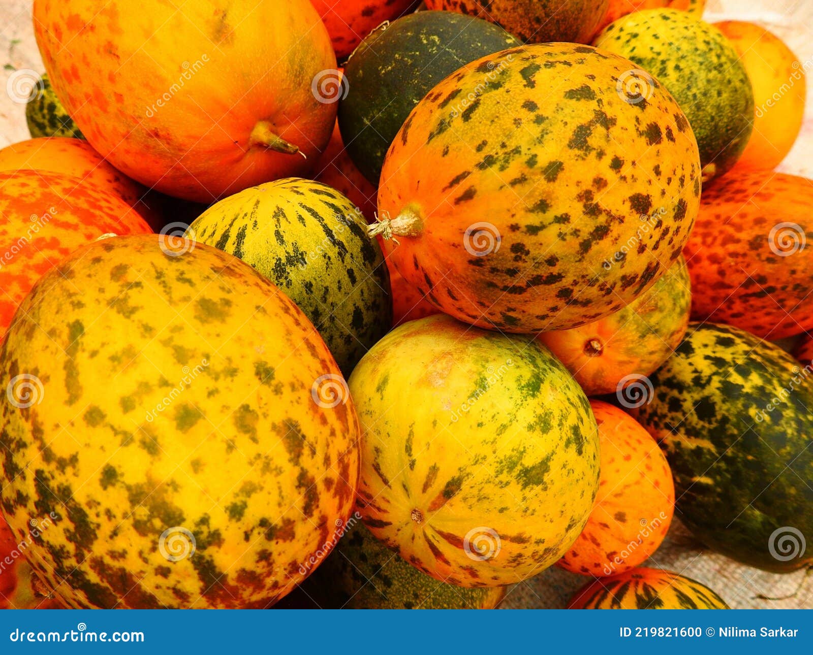 Bright Fresh Dosakaya Cucumber Stock Photo - Image of green, bright ...