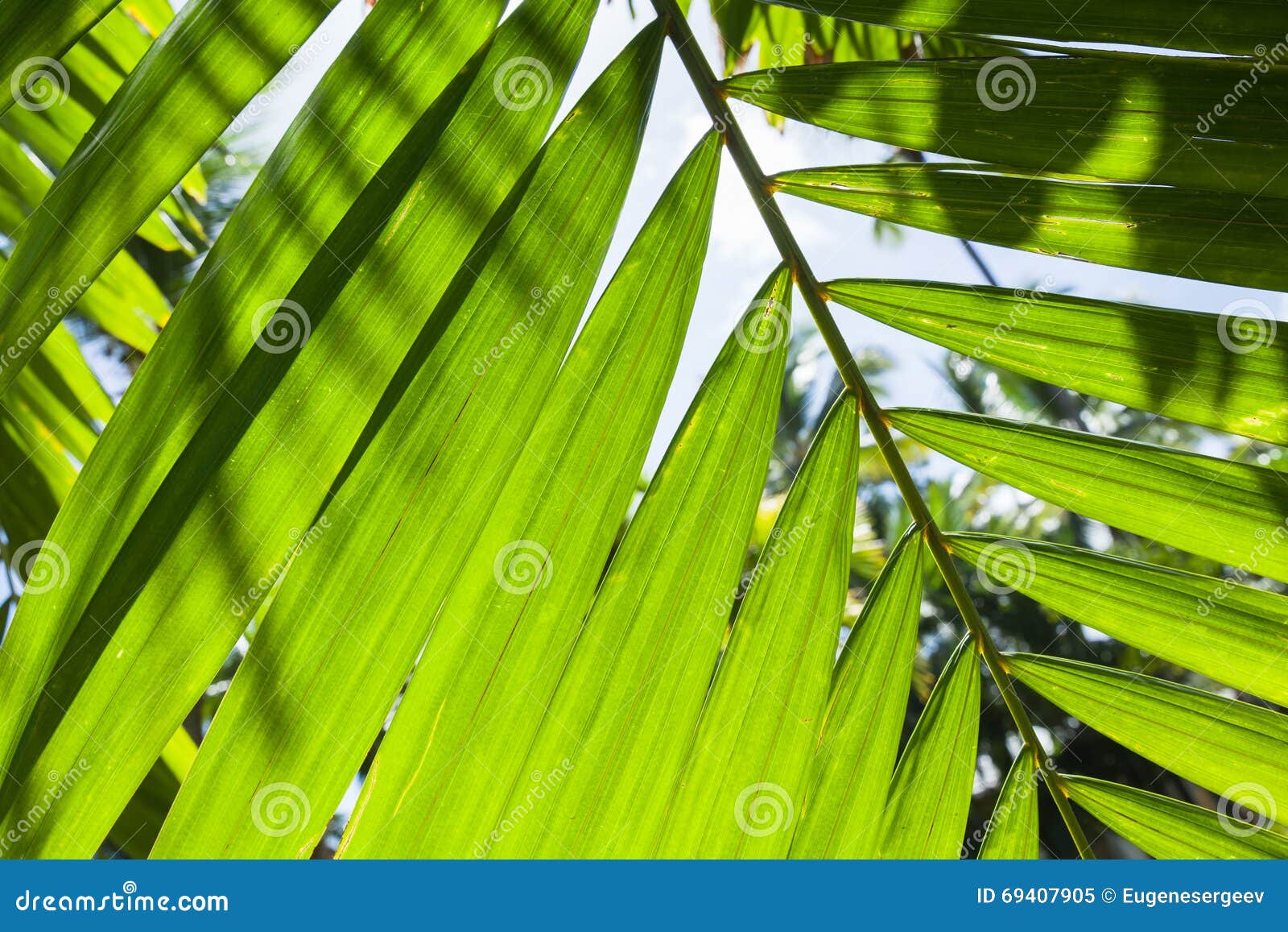 Bright Fresh Palm Tree Leaves, Macro Photo Stock Image - Image of ...