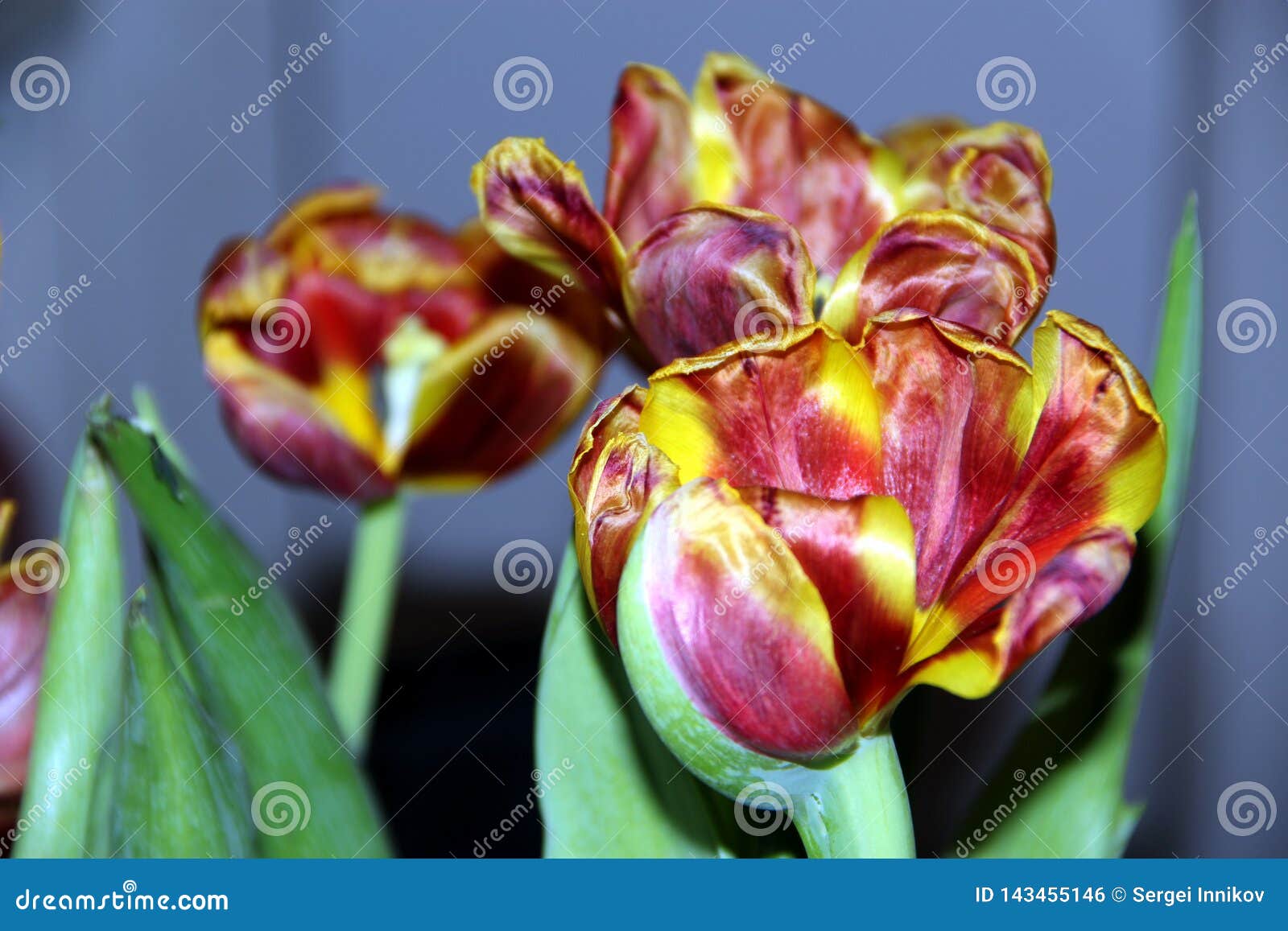 Bright fresh Tulip stock photo. Image of leaf, isolated - 143455146