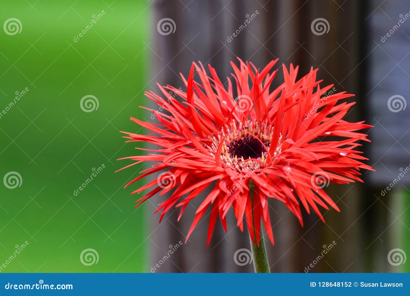 Bright Frilly Gerbera Daisy Bloom Stock Photo - Image of stamen, orange ...