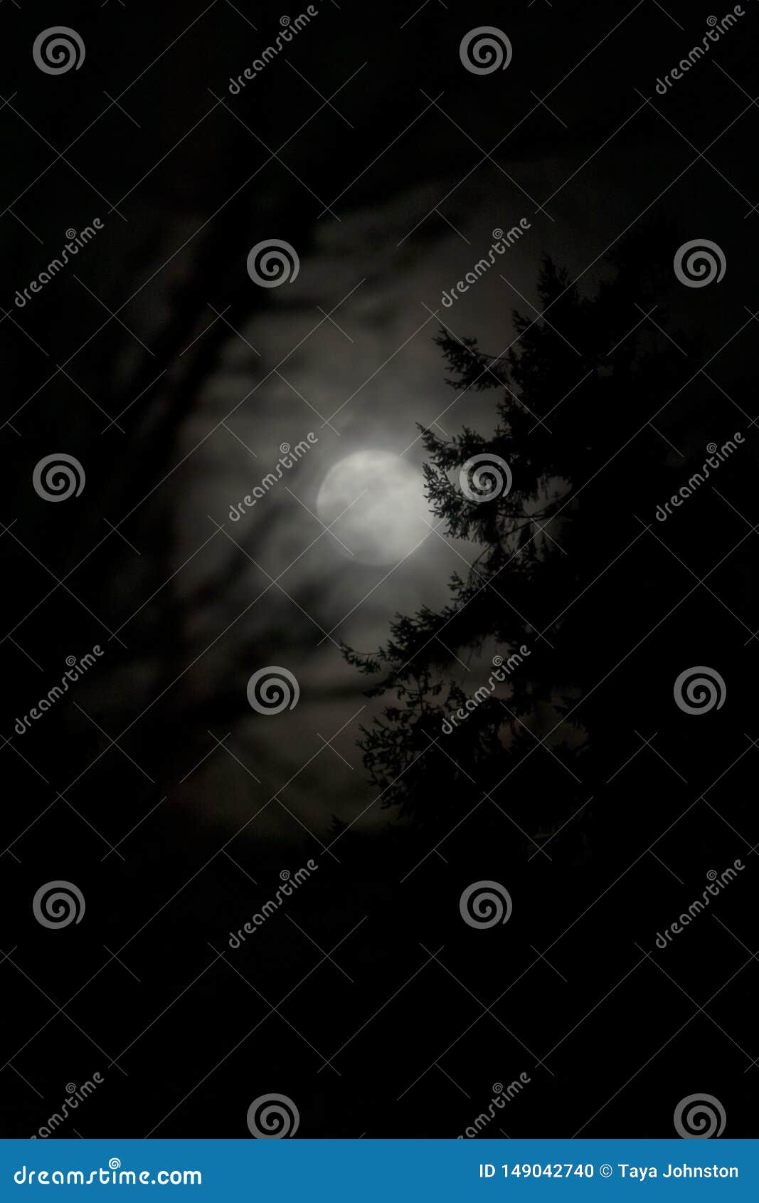 Bright Full Moon Behind Silhouetted Pine Trees Stock Photo - Image of ...